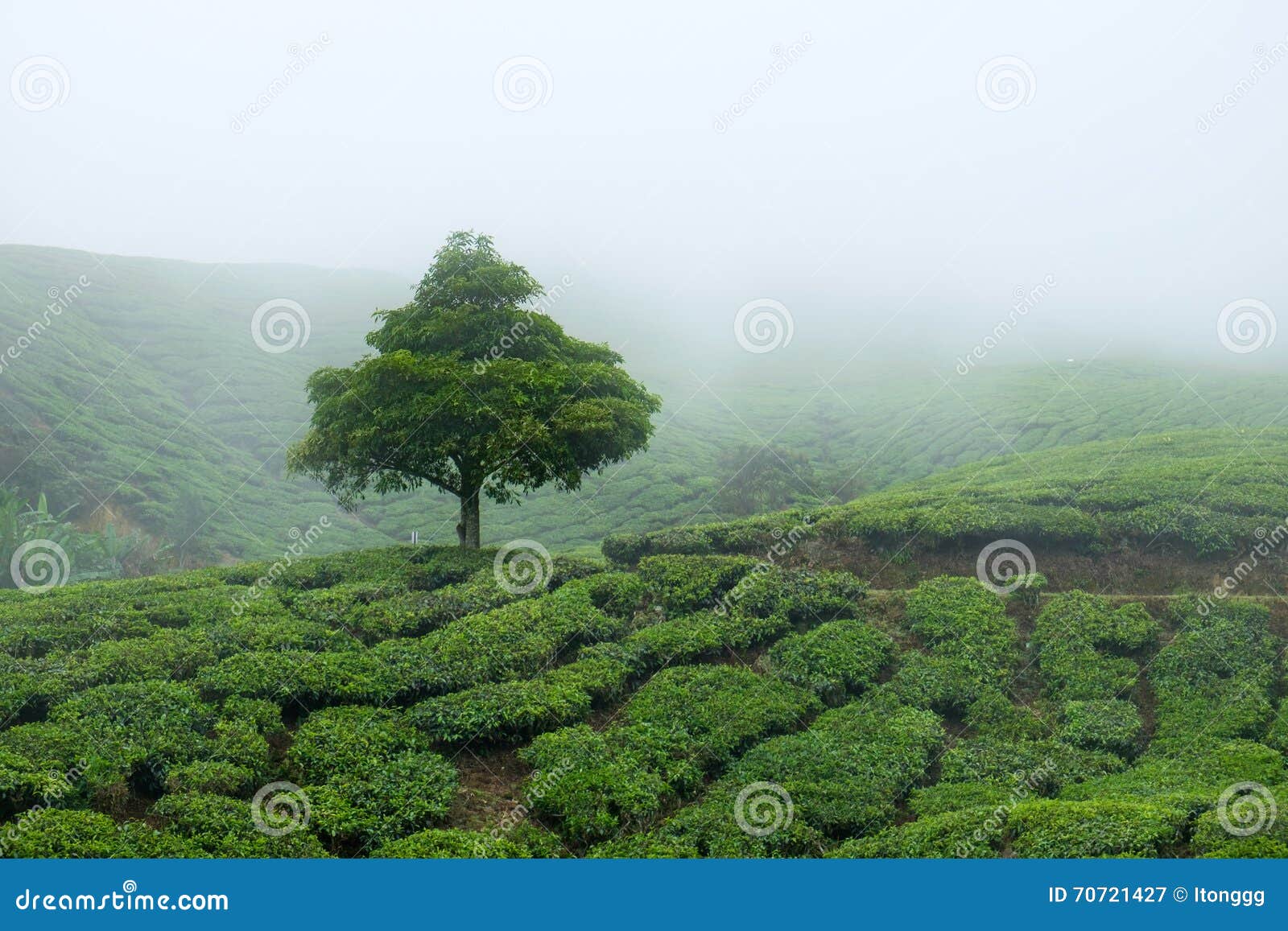 Baum in Den Teeplantagen in Cameron Highlands, Malaysia Stockbild ...