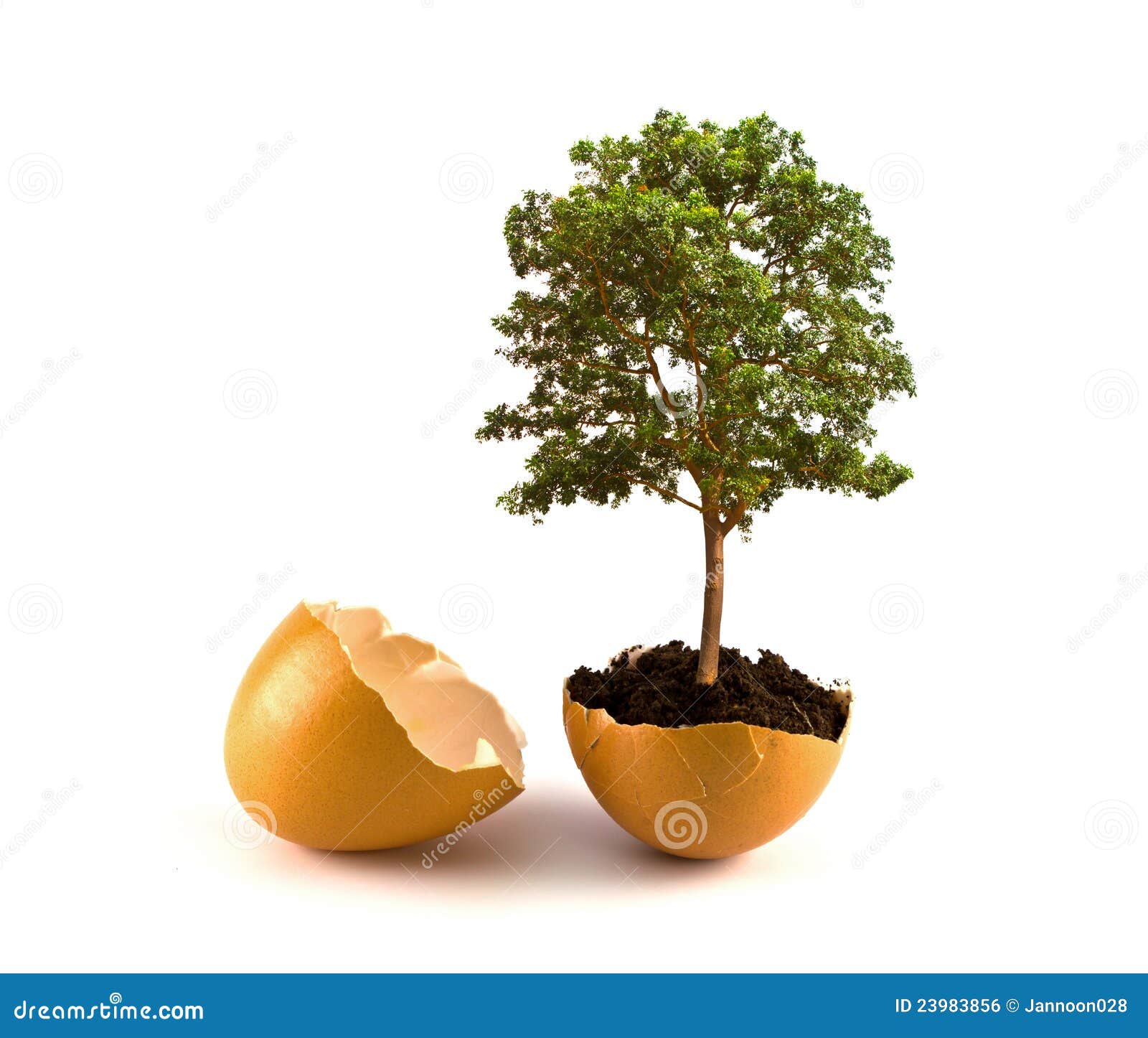 Baum in der Eierschale stockfoto. Bild von bauernhof - 23983856