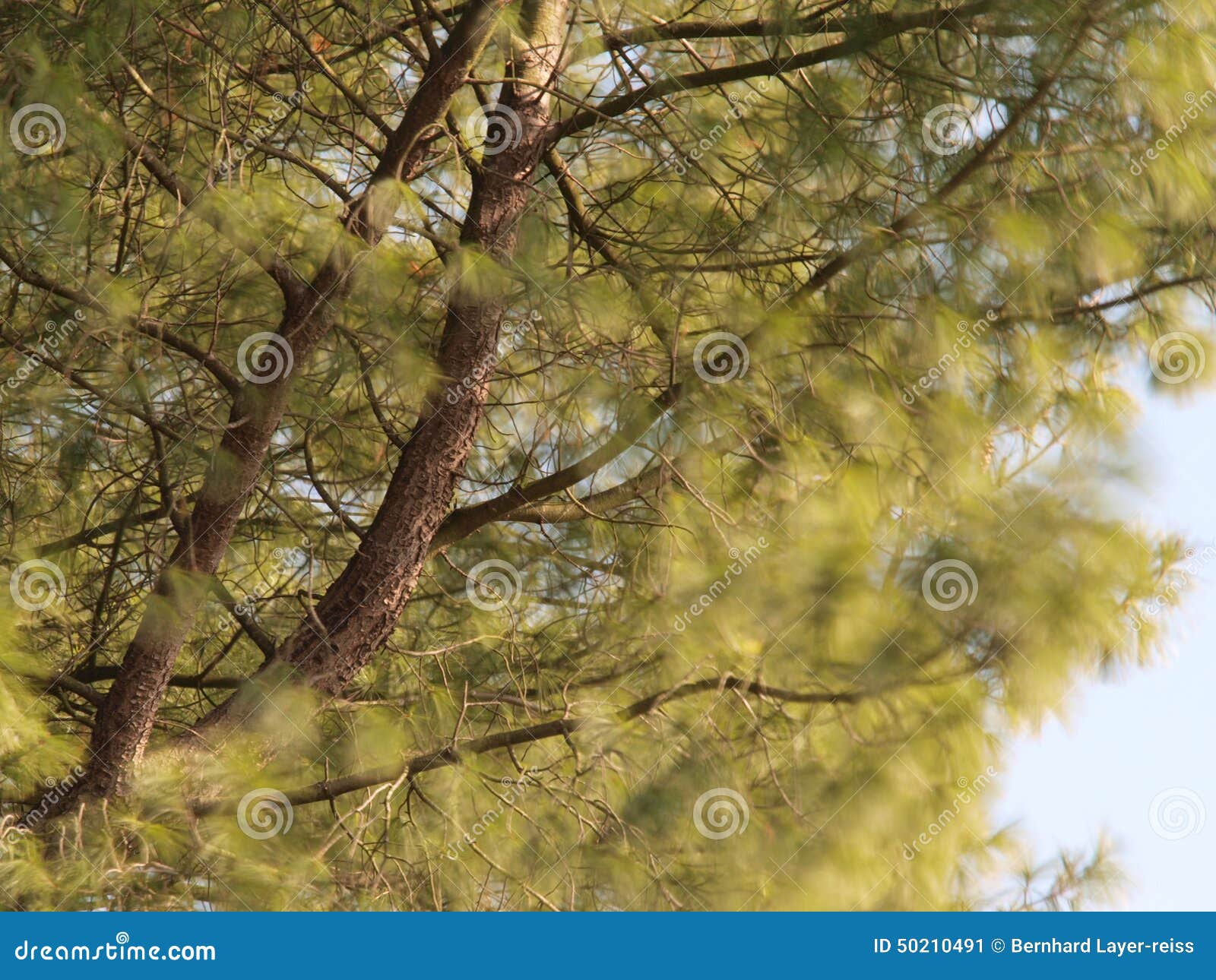 Baum, Der Im Wind Durchbrennt Stockbild - Bild von wind, kiefer: 50210491