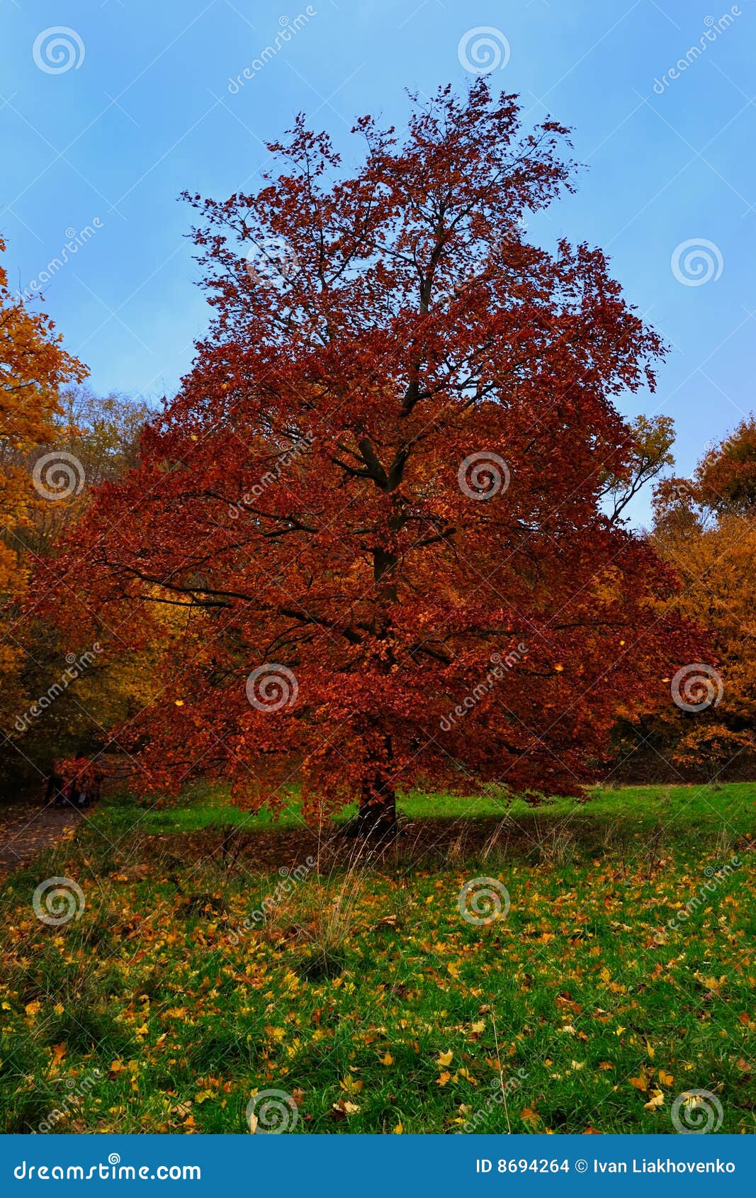 Baum der roten Ulme stockfoto. Bild von blau, fallen, nave - 8694264 Baum der roten Ulme stockfoto. Bild von blau, fallen, nave - 8694264