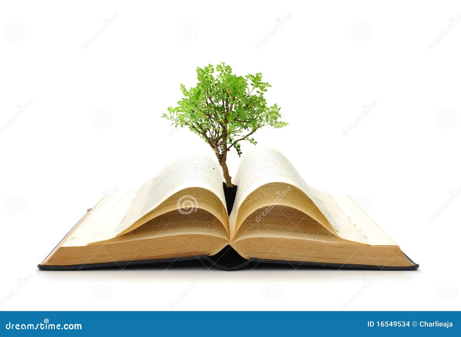 Baum, der vom Buch wächst stockfoto. Bild von buch, messwert - 16549534