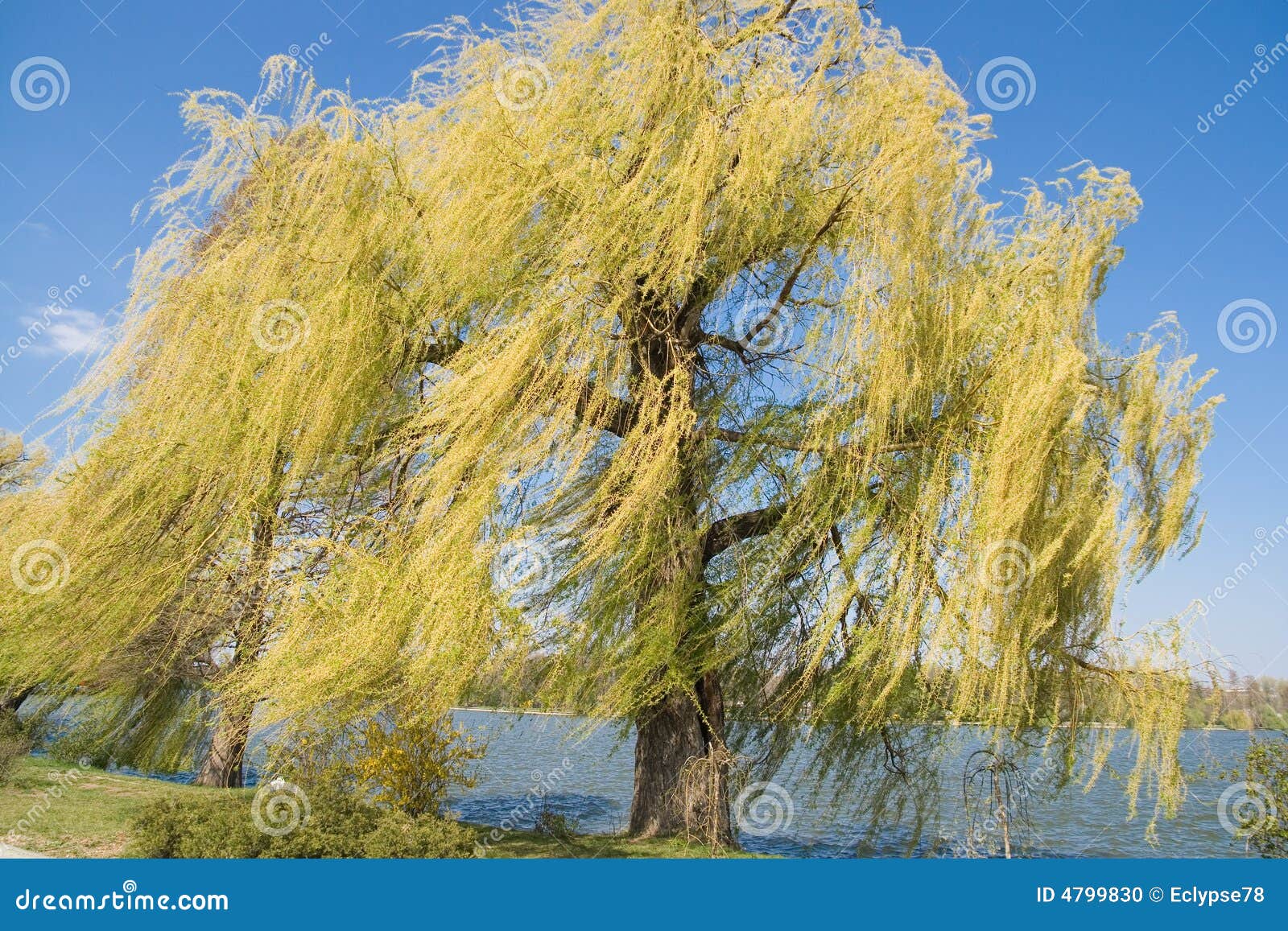Baum Der Weinenden Weide Durch Den See Im Park Stockfoto - Bild von ...