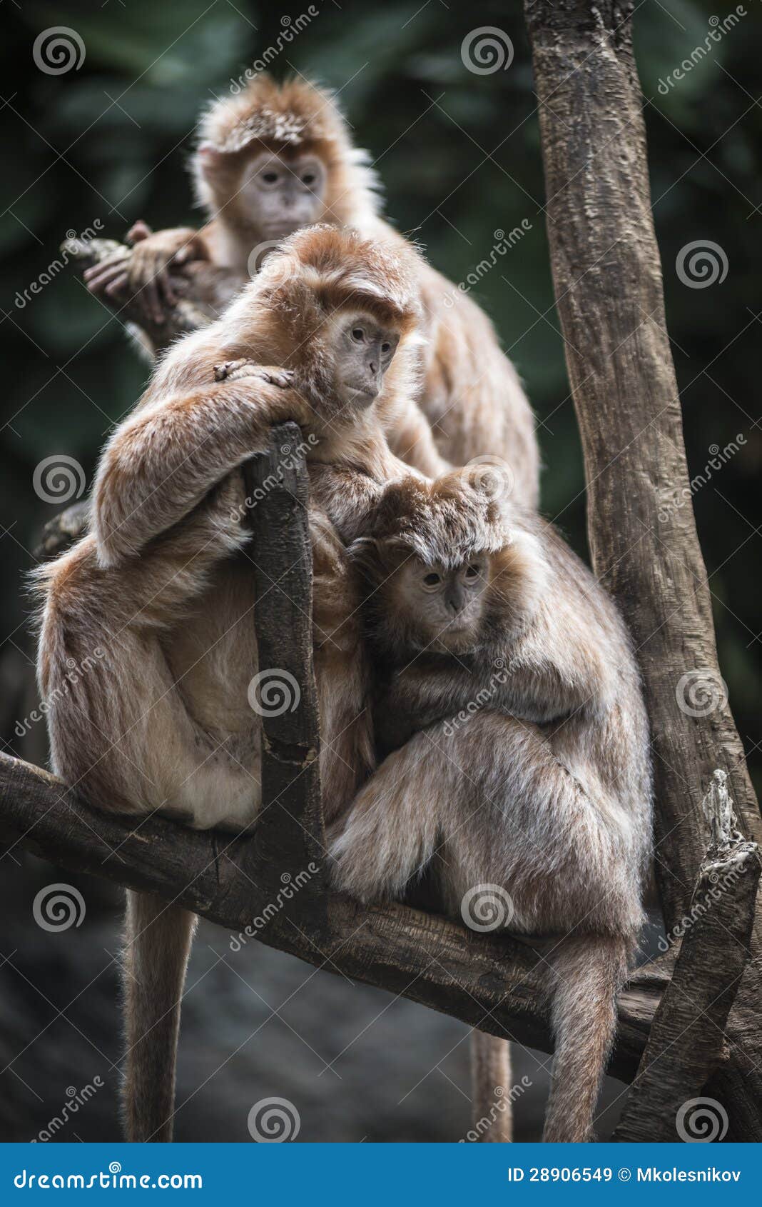 Baum-Fallhammer Auf Dem Baum Stockbild - Bild von dschungel, wild: 28906549