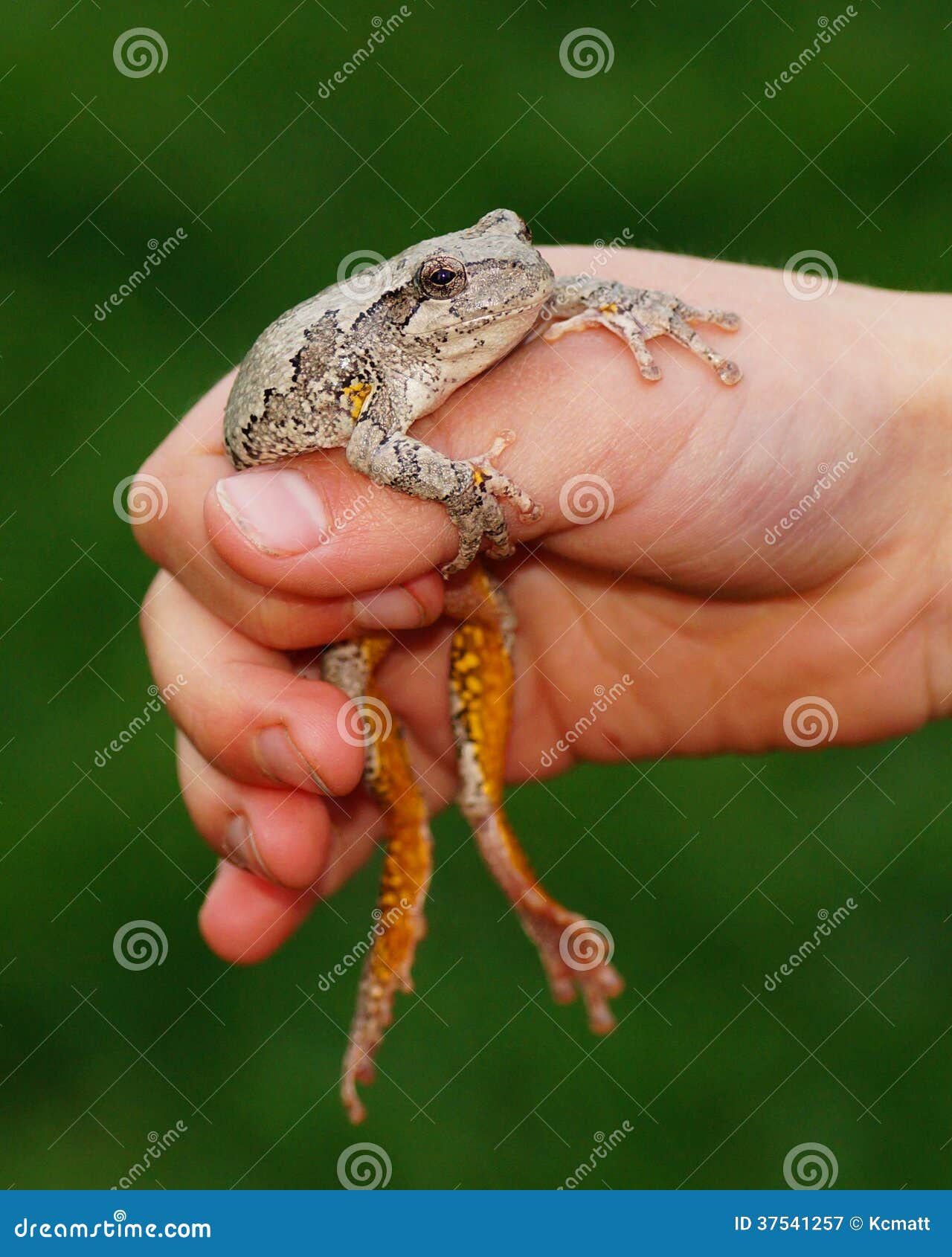 Baum-Frosch in Der Hand Eines Jungen Stockbild - Bild von greifer, fett ...
