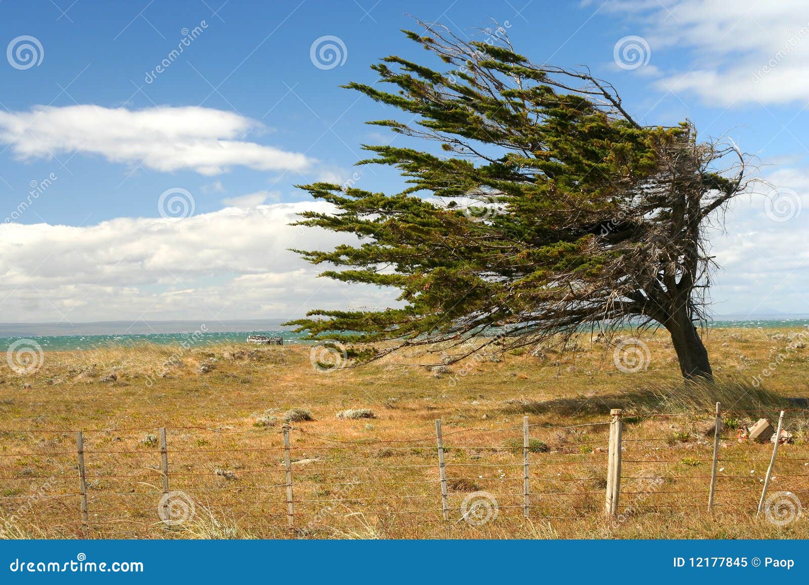 Baum gegen den Wind stockbild. Bild von leuchte, paprika - 12177845
