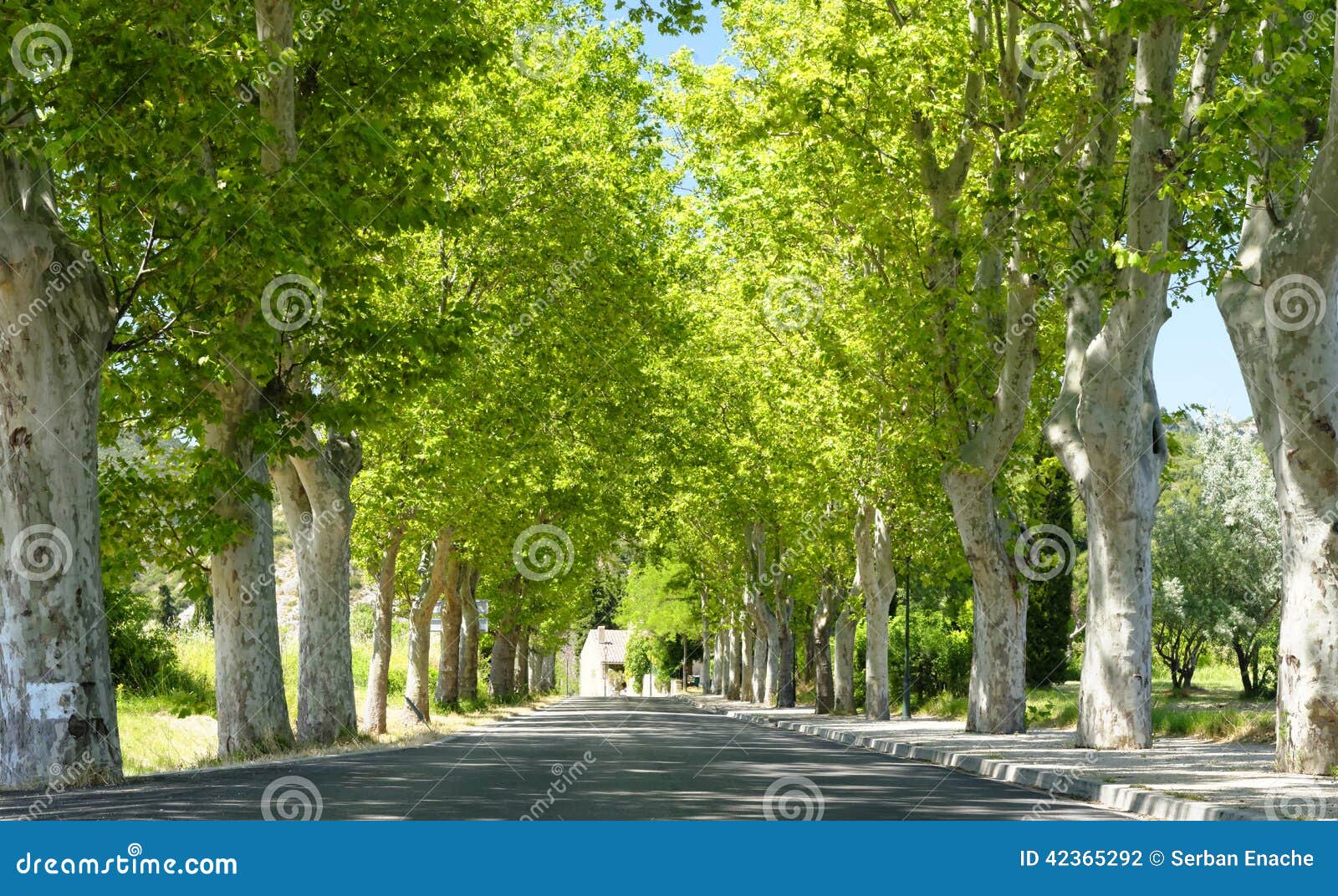 Baum Gezeichnete Straße in Provence Stockfoto - Bild von abstand, nave ...