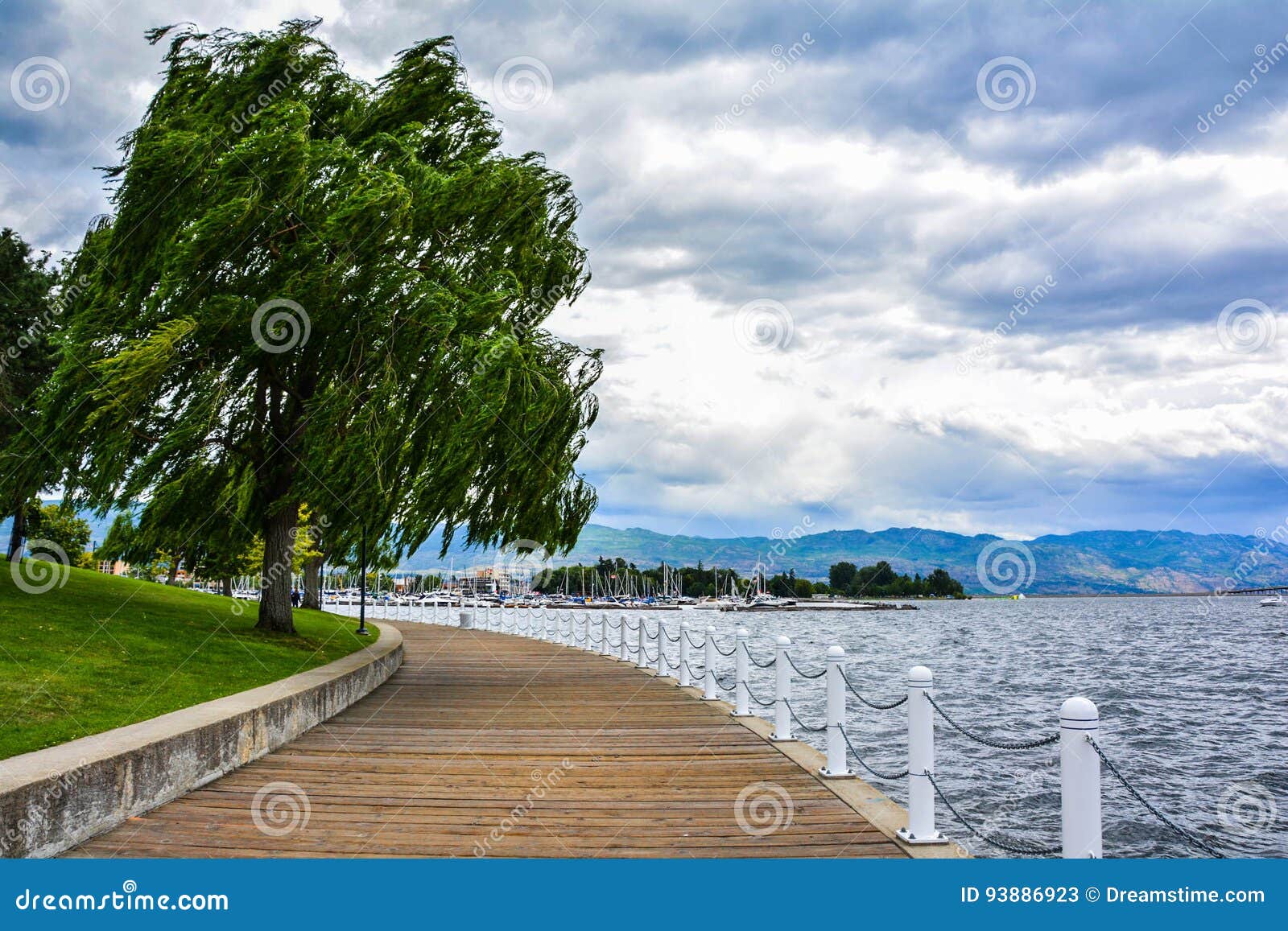 Baum im Wind stockbild. Bild von park, bürgersteig, hintergrund - 93886923