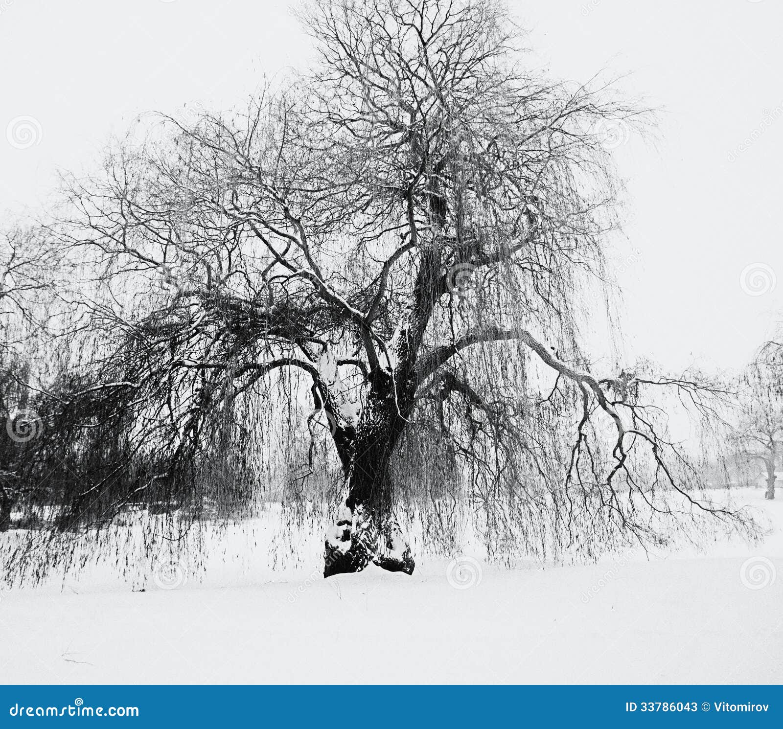 Baum im Winter stockbild. Bild von phantasie, kalt, winter - 33786043