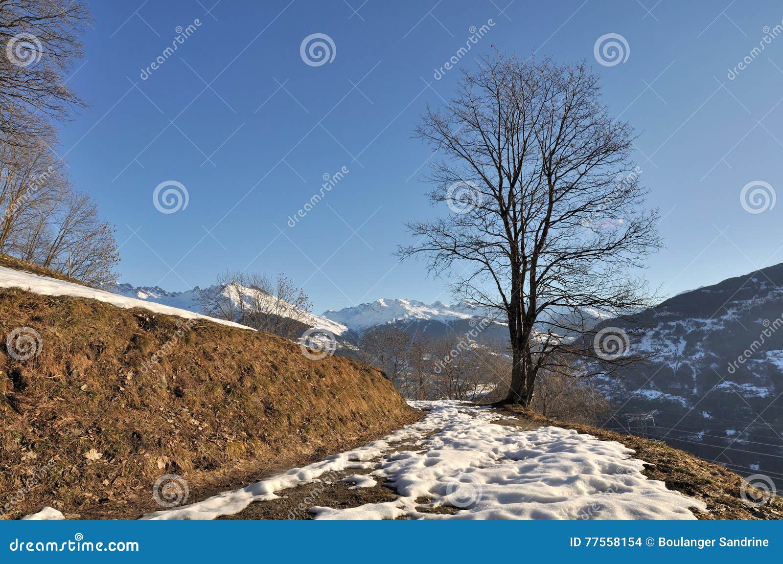 Baum im Winter stockfoto. Bild von nave, winter, pfad - 77558154