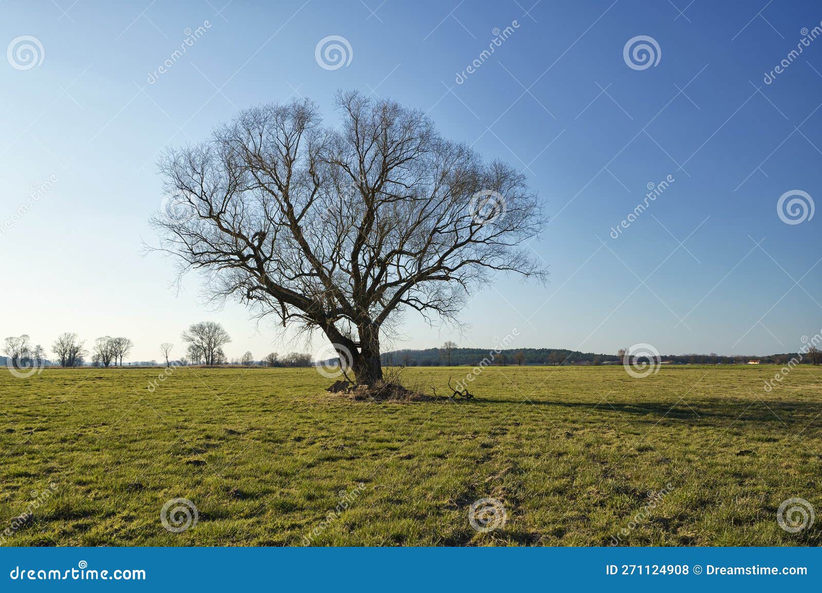 Bare tree in winter stock photo. Image of individually - 271124908