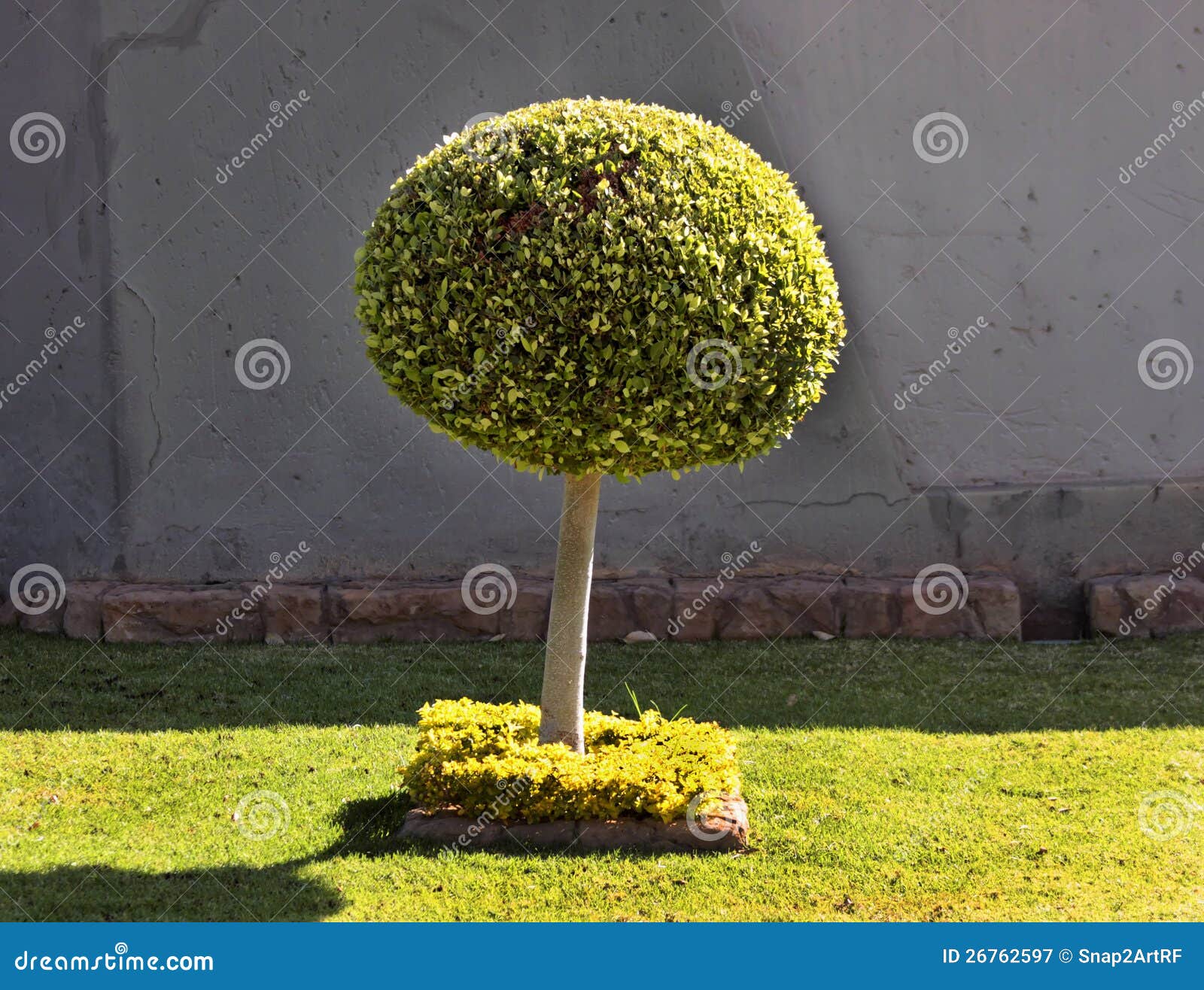 Baum-Kugel-Form-Kunst stockbild. Bild von bürgersteig - 26762597