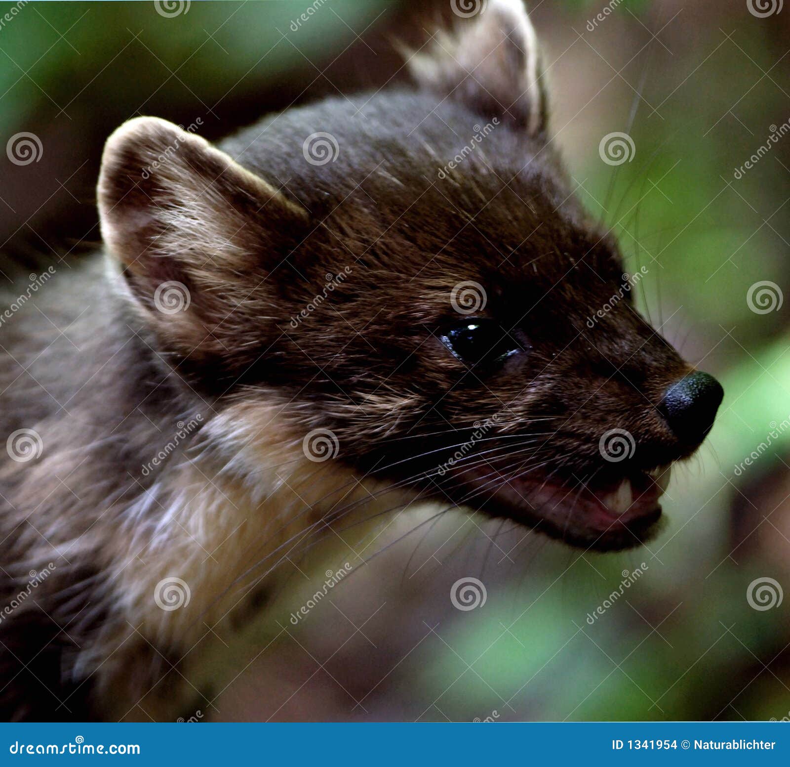 Baum marten stock photo. Image of eyes, neck, colourful - 1341954