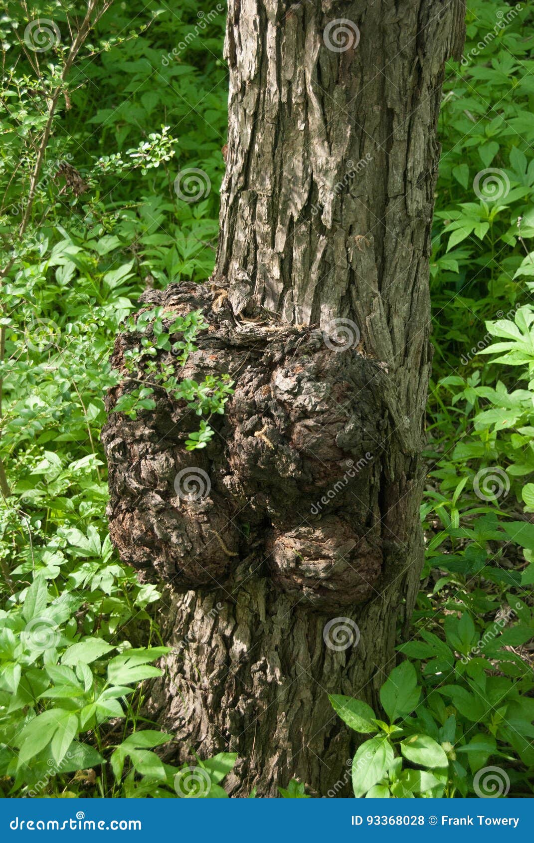 Baum Mit Einem Enormen Beryl Stockfoto - Bild von blätter, necked: 93368028
