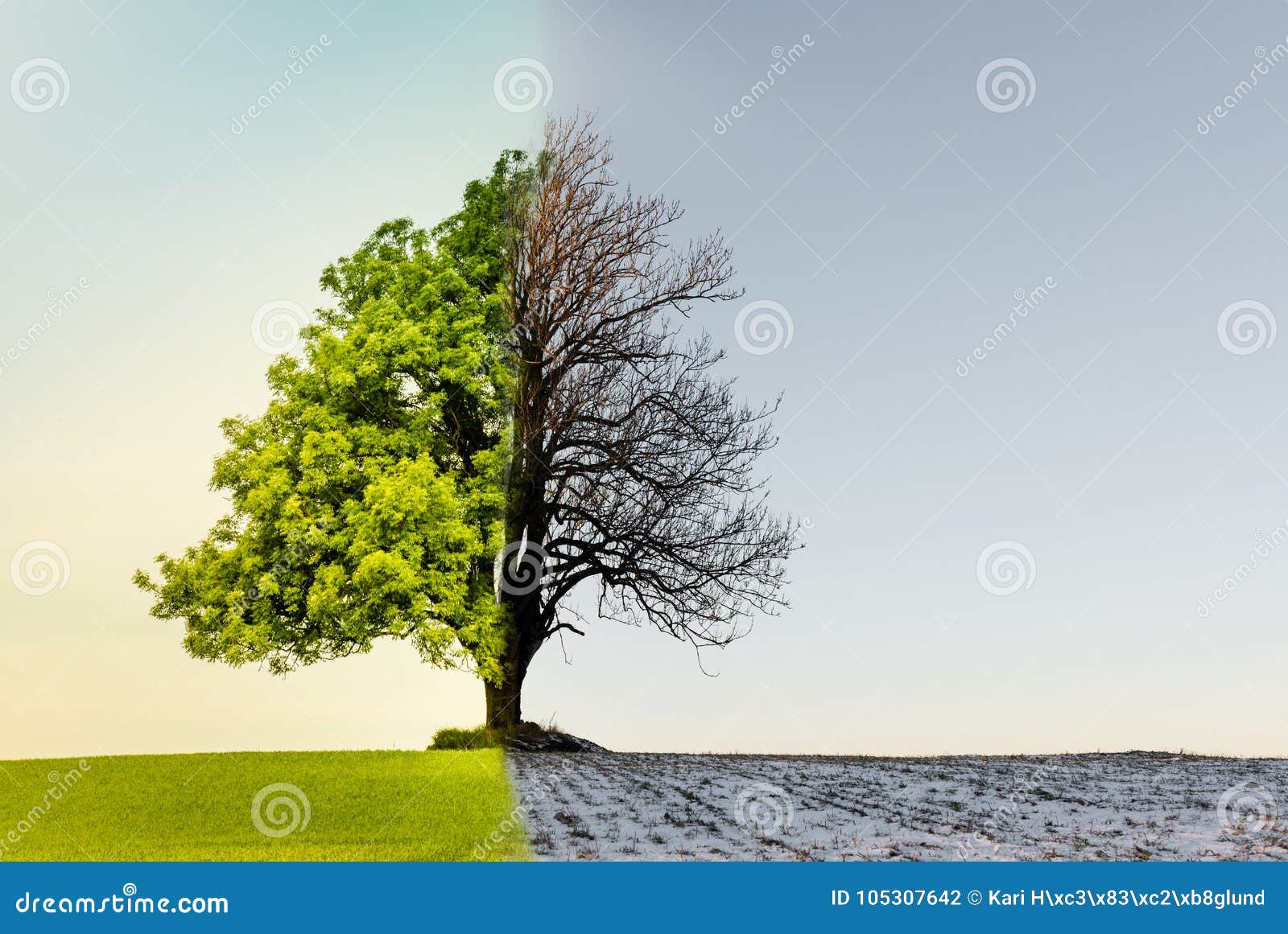 Baum Mit Klima- Oder Jahreszeitänderung Stockfoto - Bild von kalender ...