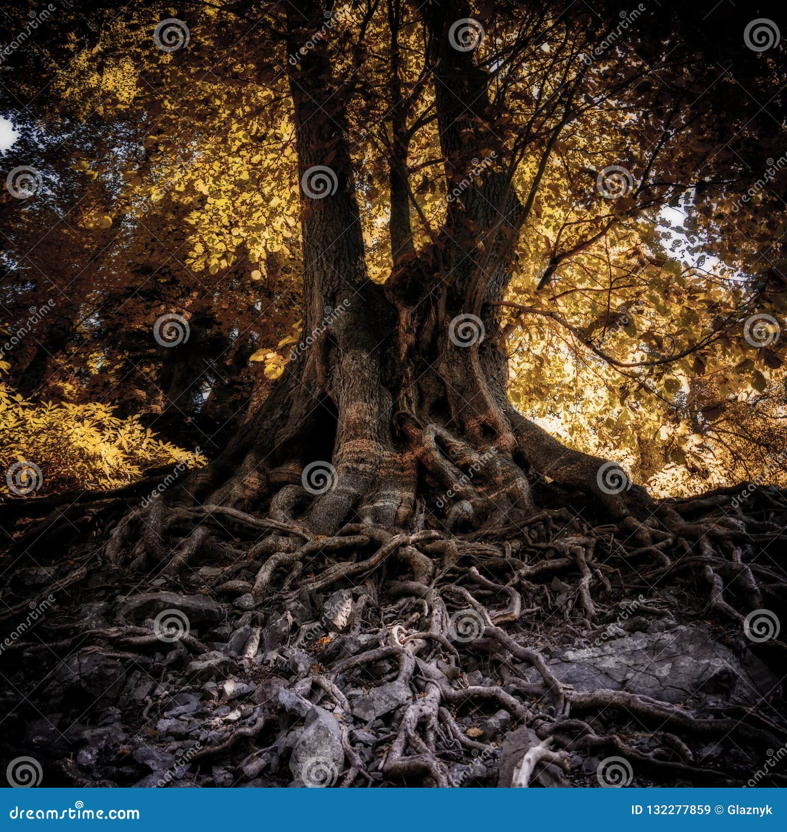 Baum mit langen Wurzeln stockbild. Bild von herbst, grün - 132277859