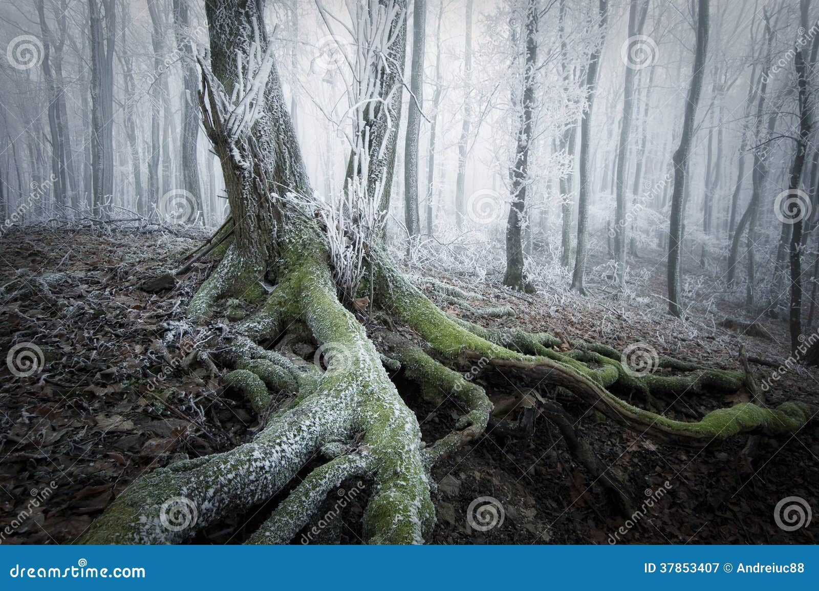 Baum Mit Moos in Einem Gefrorenen Wald Im Winter Stockbild - Bild von ...
