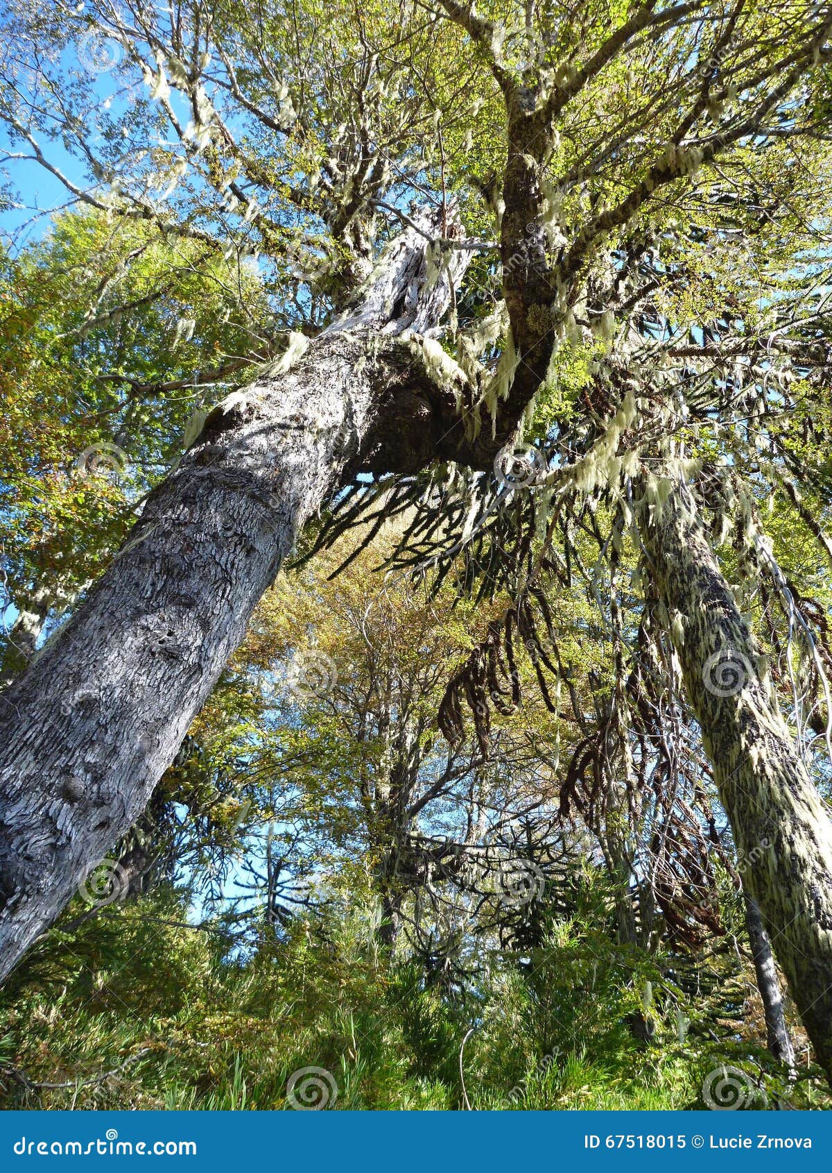 Baum Mit Moos in Einem Tiefen Wald Stockbild - Bild von zweig, tief ...