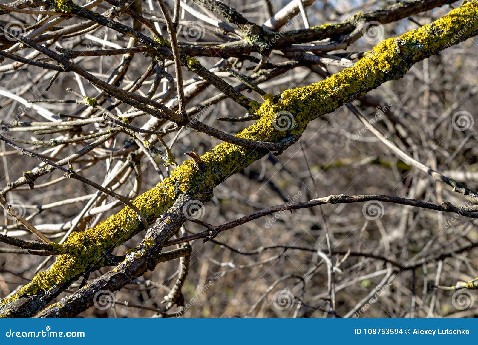 Baum Mit Moos Und Flechte Auf Der Niederlassung Stockfoto - Bild von ...