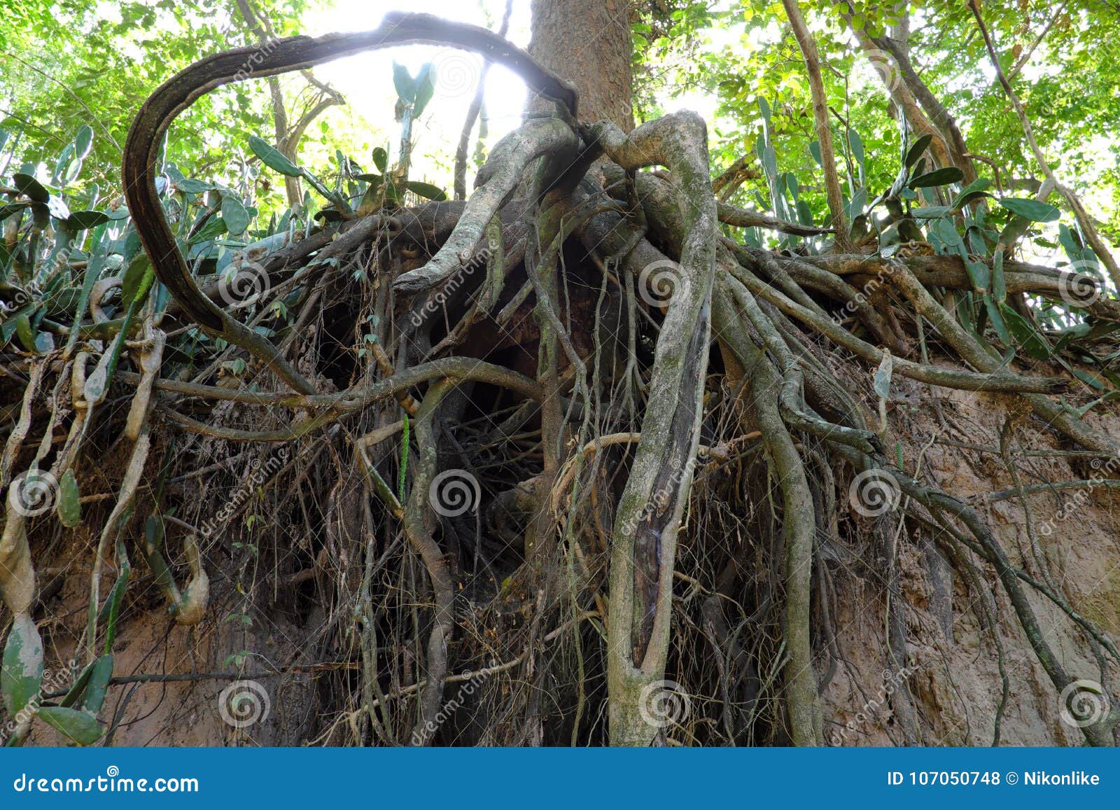 Baum Mit Verdrehten Wurzeln Stockfoto - Bild von tönern, szenisch ...