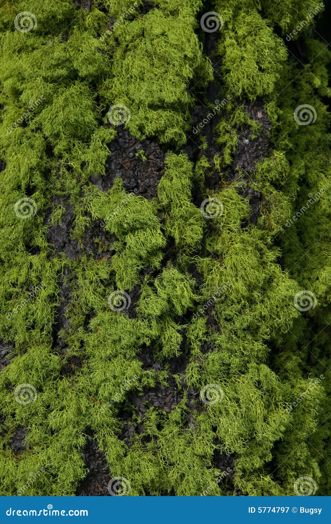 Baum-Moos und Barke stockbild. Bild von dunkel, moos, wachstum - 5774797