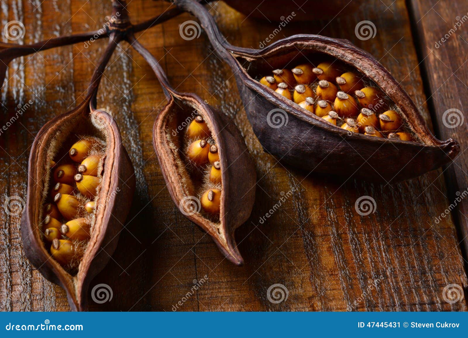 Baum-Samen-Hülsen stockbild. Bild von frech, nahaufnahme - 47445431