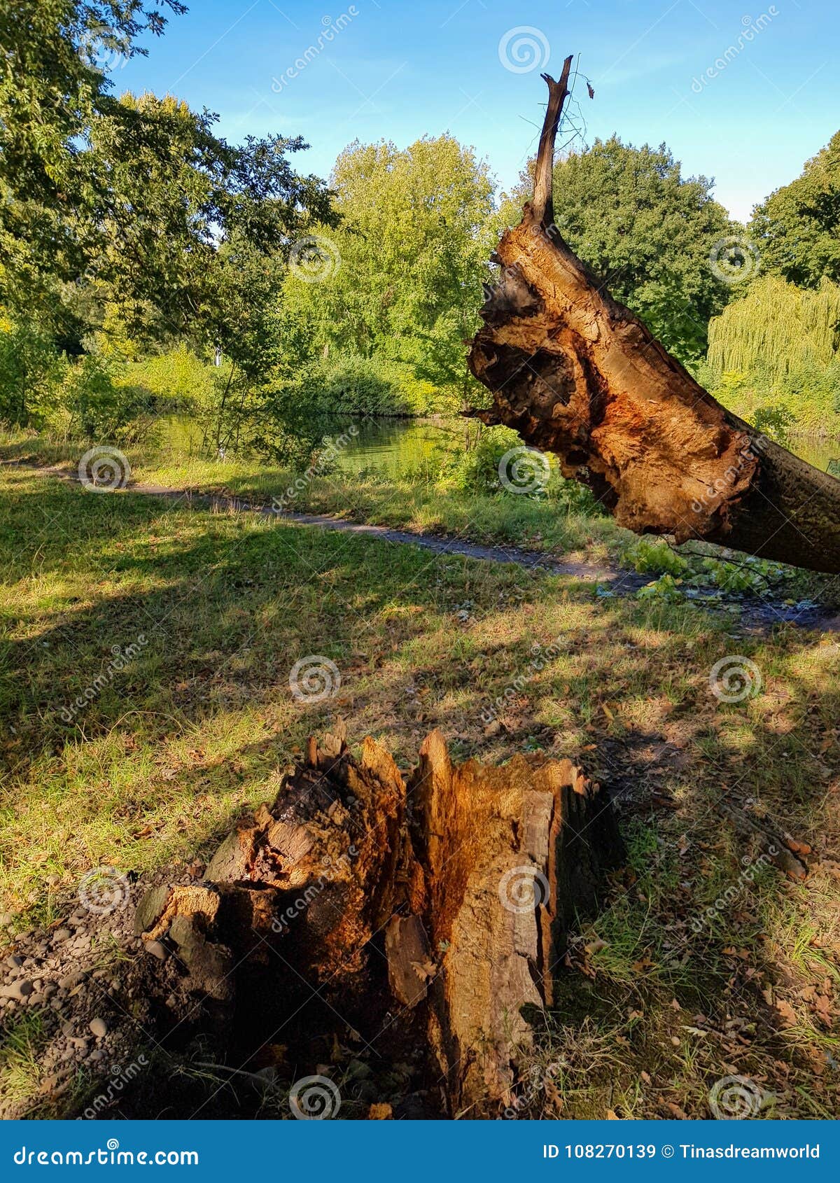 Baum-Stumpf Und Stamm Gefallen in Einen Fluss Im Herbst Stockbild ...