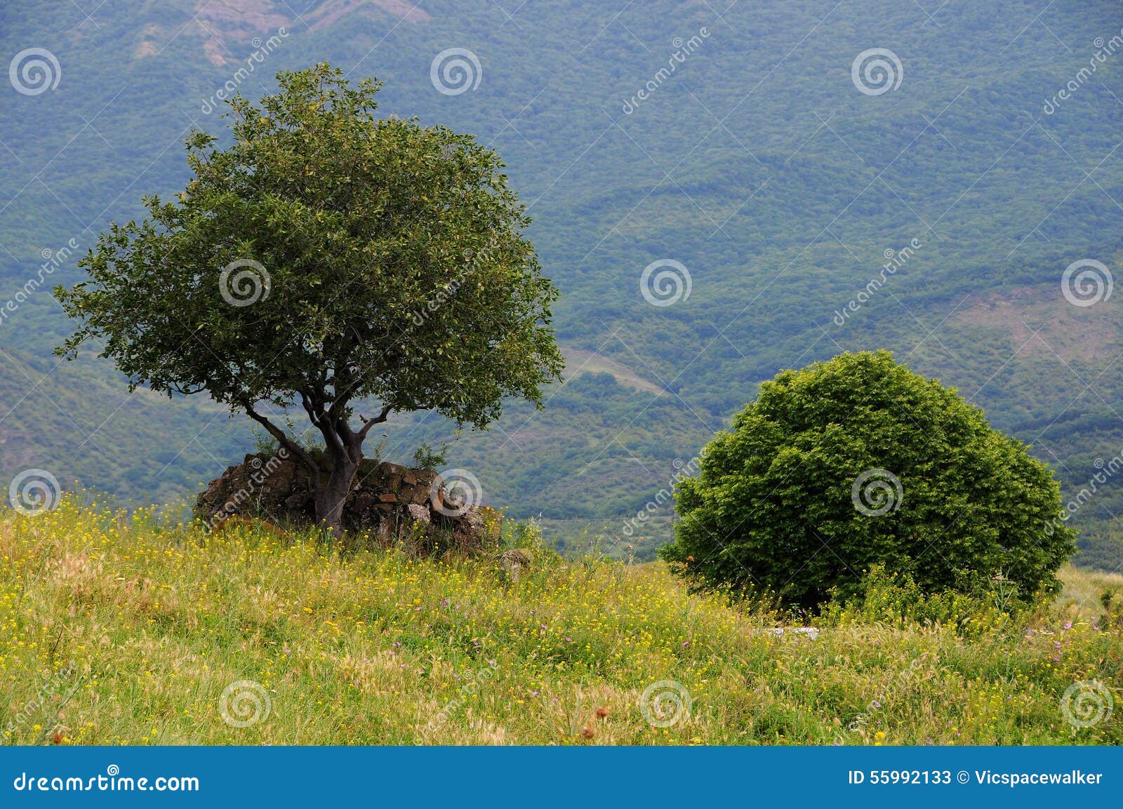Baum und Busch stockbild. Bild von baum, landschaft, georgisch - 55992133