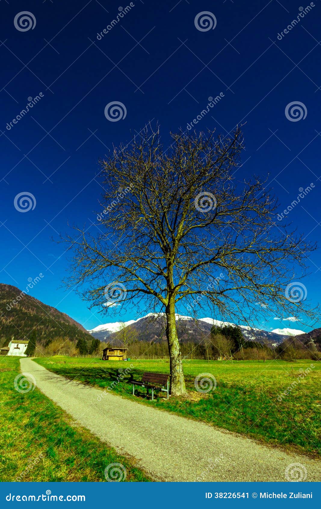 Baum und eine Bank stockbild. Bild von park, kalt, nave - 38226541