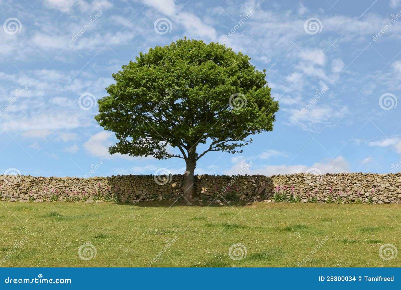 Baum-und Felsen-Zaun stockfoto. Bild von landwirtschaftlich - 28800034