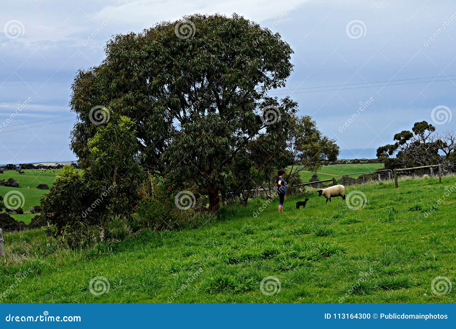Baumweiden-Wiesenfeld Bild. Bild: 113164300
