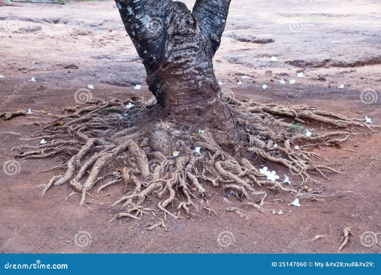 Baumwurzel stockfoto. Bild von holz, kabel, wetter, entwurzelung - 25147060