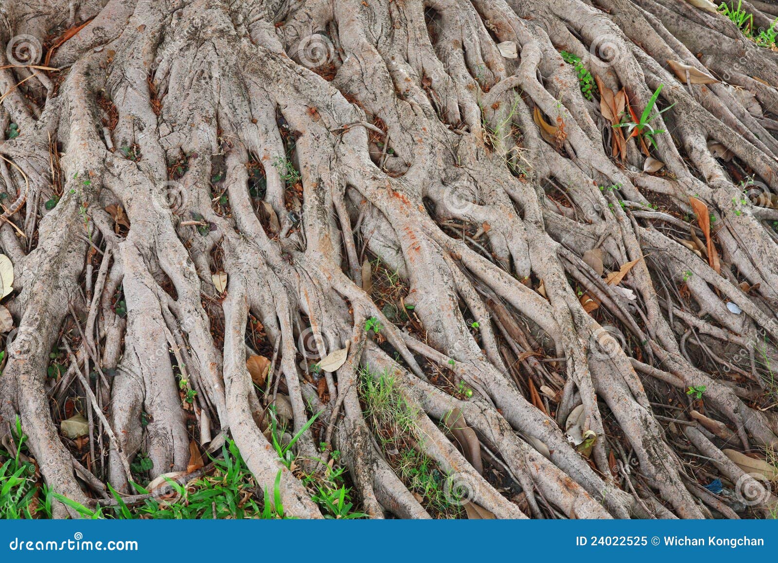 Baum-Wurzeln stockbild. Bild von feld, wald, landwirtschaft - 24022525