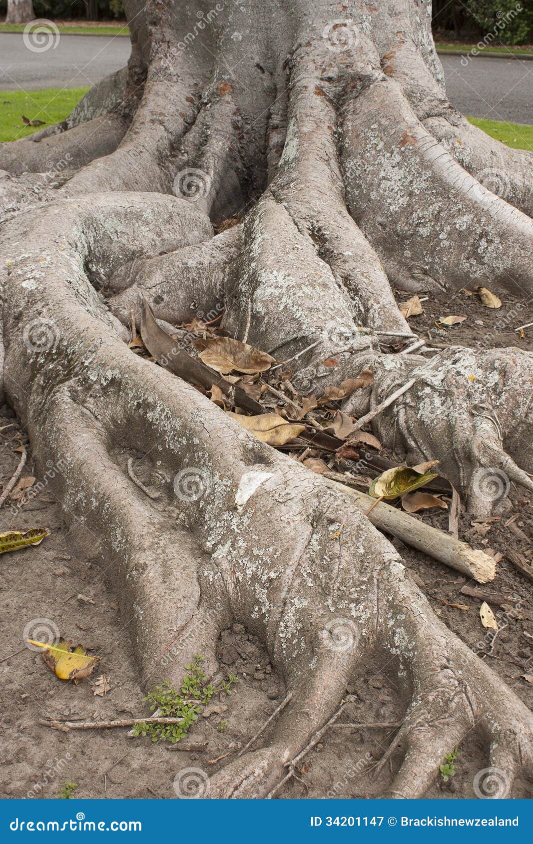 Baum-Wurzeln stockbild. Bild von landschaft, zweig, park - 34201147