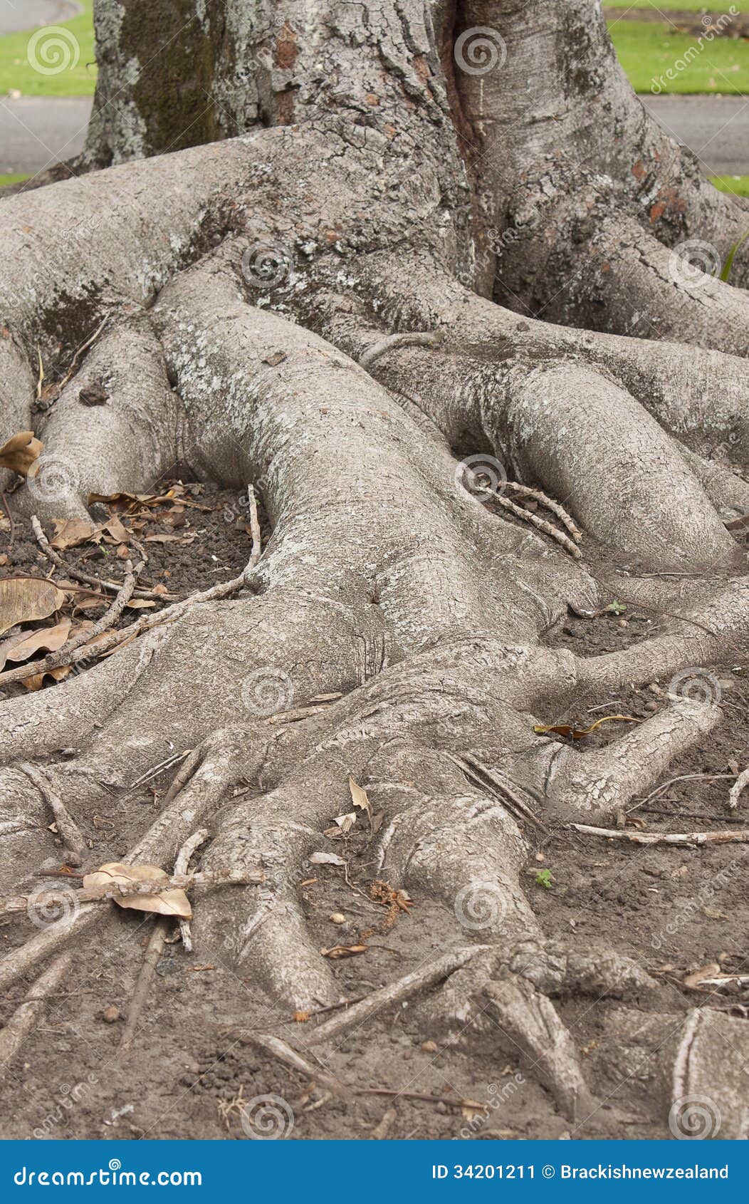 Baum-Wurzeln stockbild. Bild von wurzel, landschaft, frech - 34201211