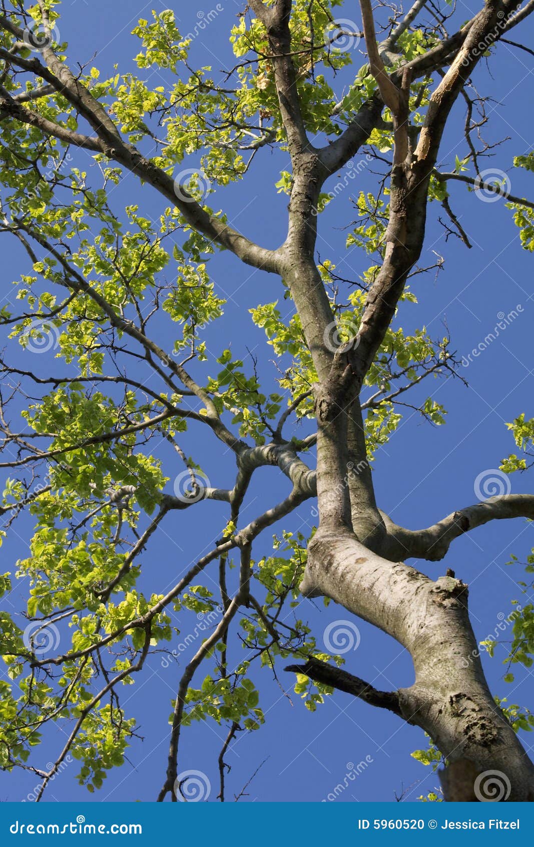 Baum-Zweige stockfoto. Bild von blau, anstieg, sonderkommando - 5960520