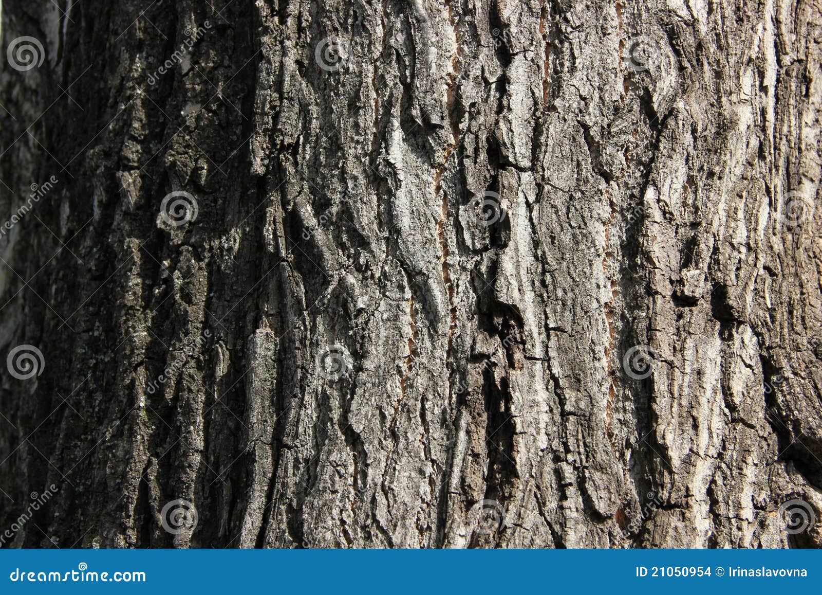 Baumrinde Bild. Bild: 21050954