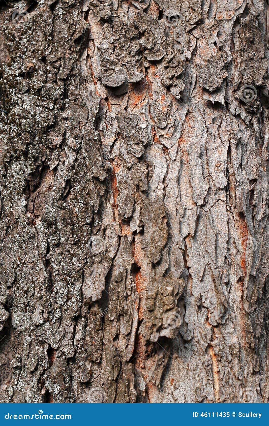 Baumrinde Vorbei Kruste Des Baumes Des Waldes Stockbild - Bild von ...