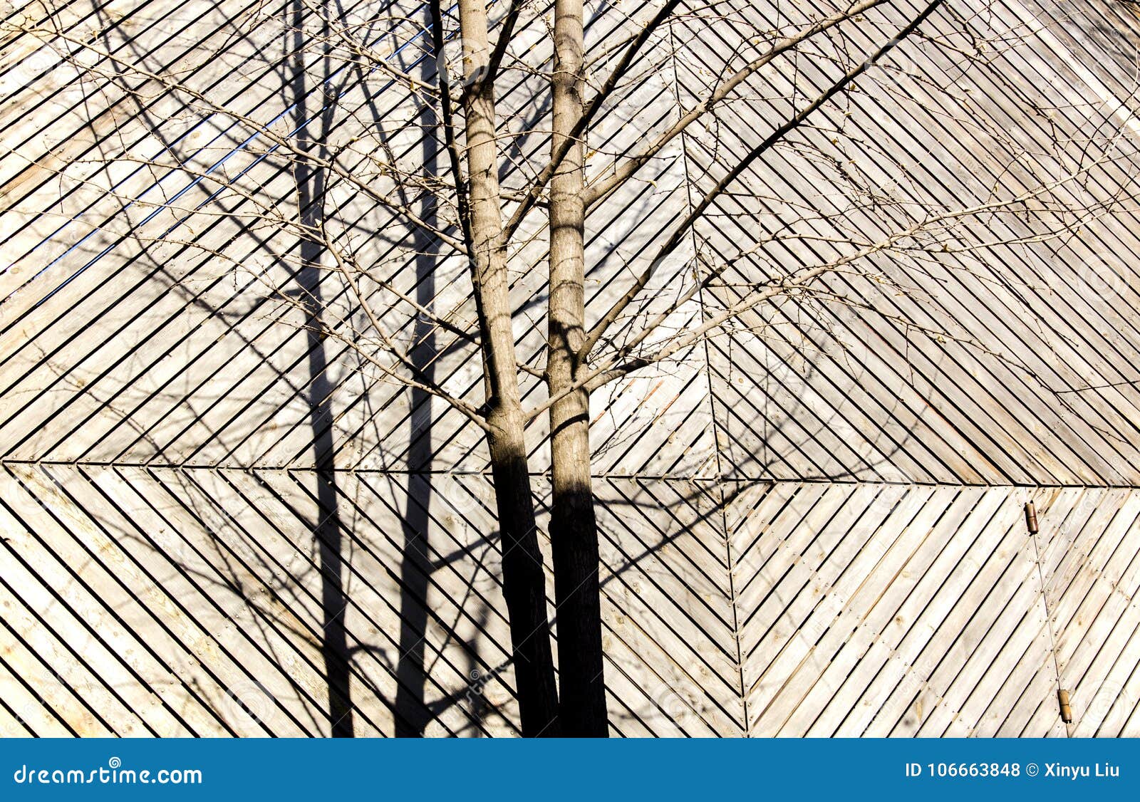 Baumschatten stockfoto. Bild von zaun, zeile, niet, sonnenschein ...