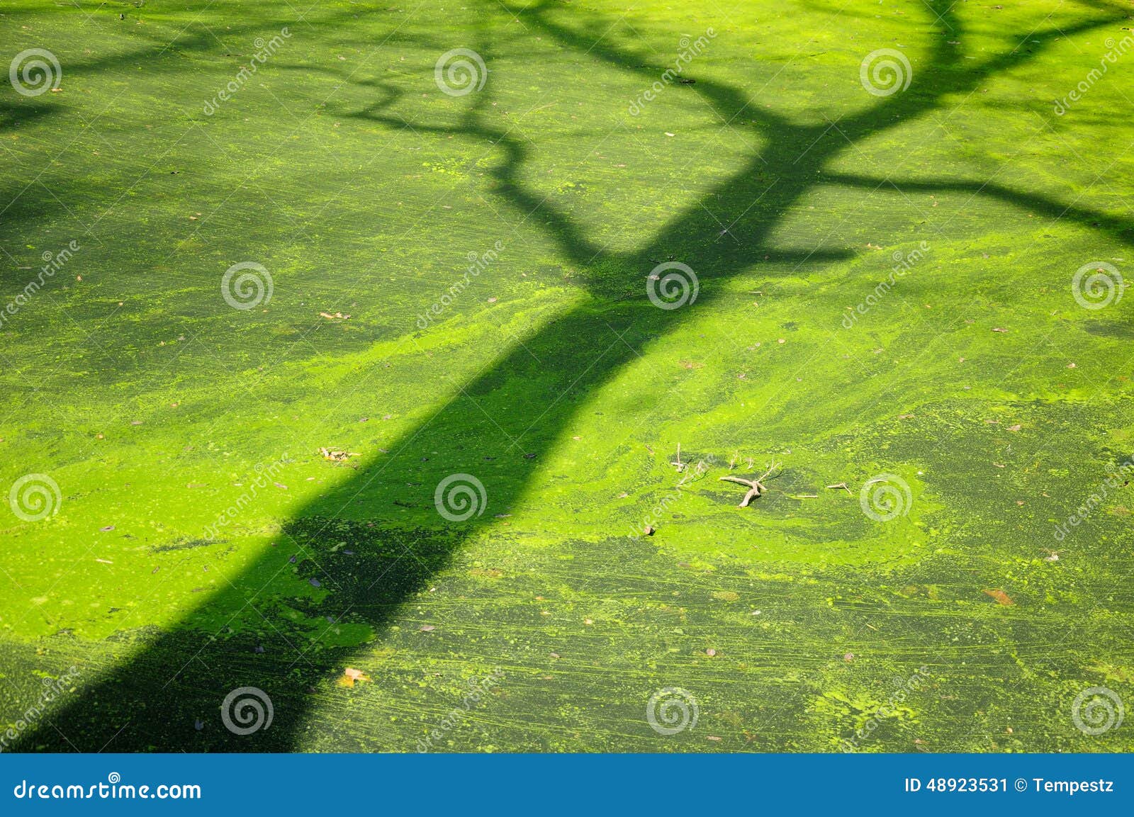 Baumschatten stockbild. Bild von schmutzig, baum, eindeutig - 48923531
