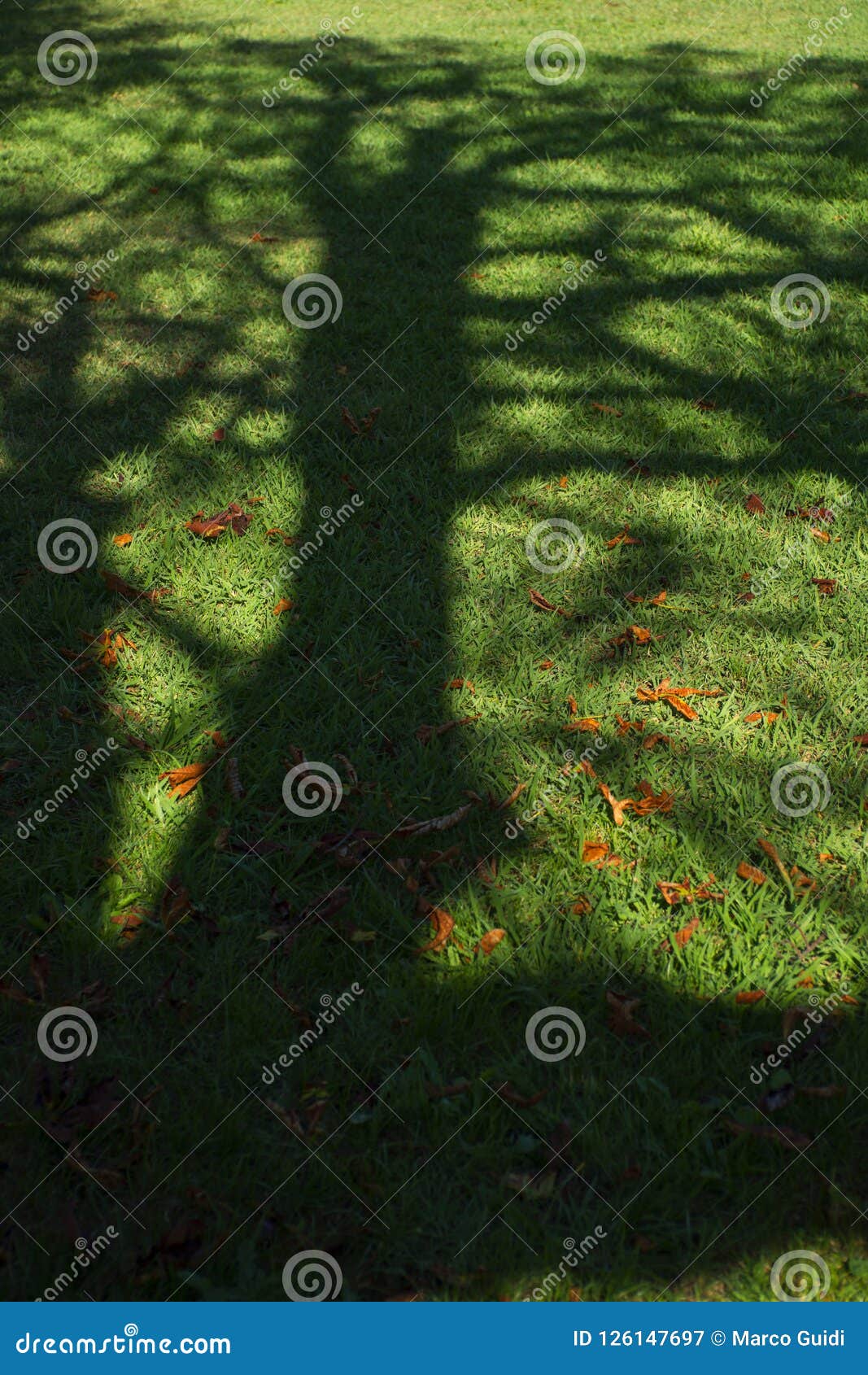 Baumschatten Auf Einer Wiese Stockbild - Bild von auszug, garten: 126147697