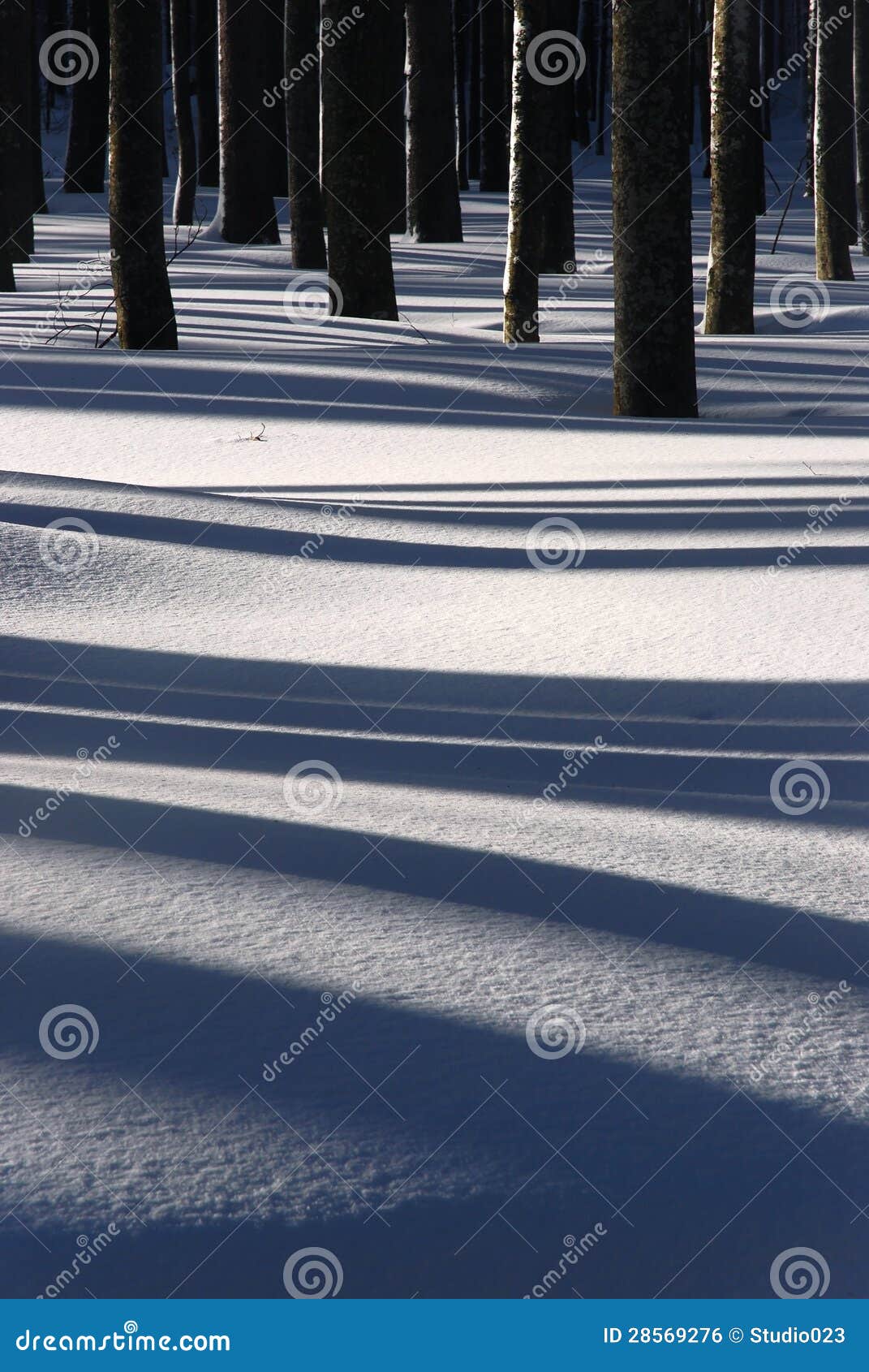 Baumschatten auf Schnee stockfoto. Bild von draussen - 28569276