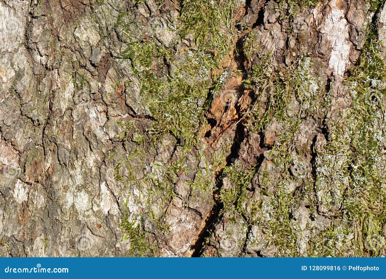 Baumstamm stockfoto. Bild von barke, wälder, fiel, draussen - 128099816