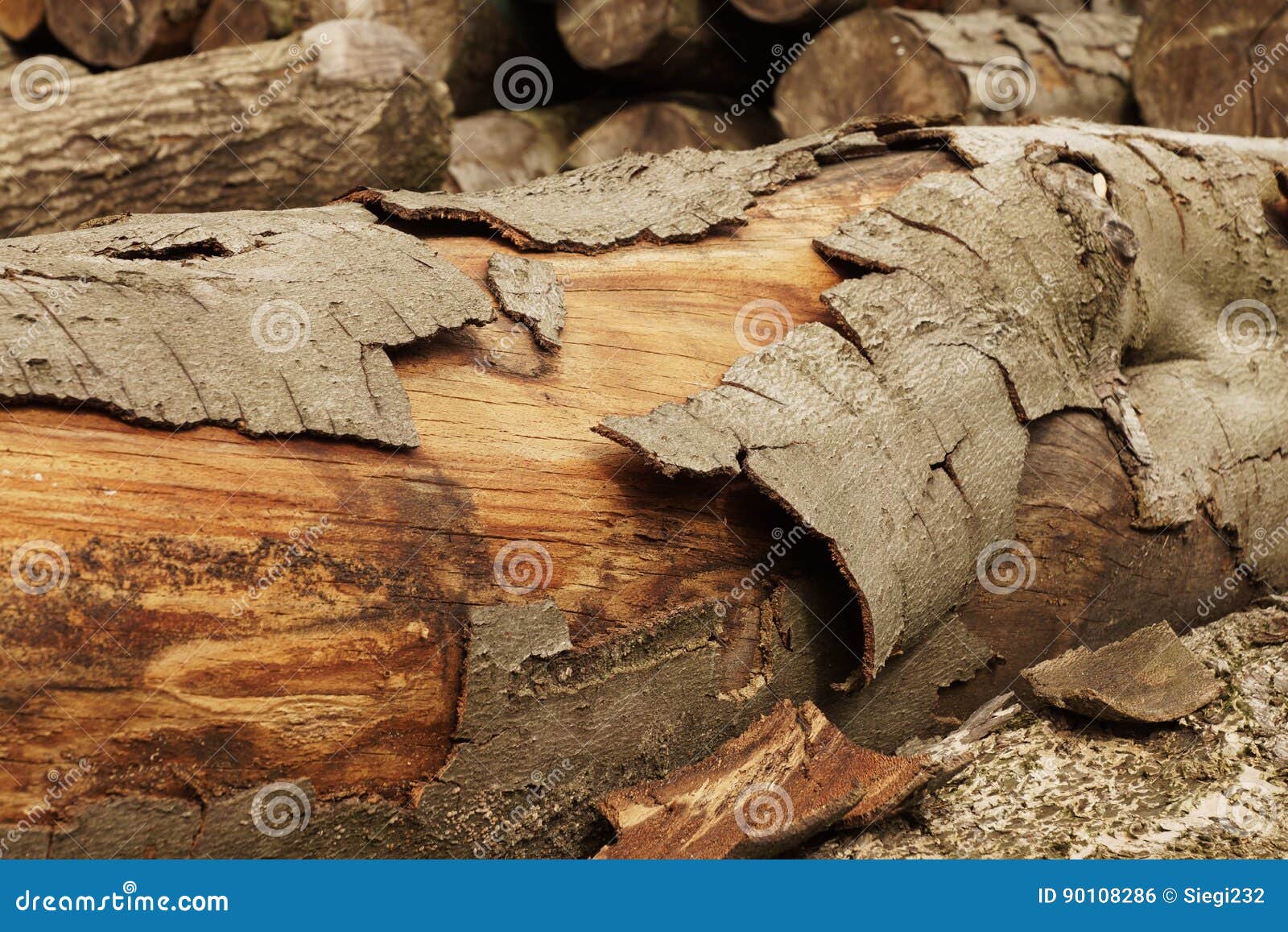 Baumstamm stockfoto. Bild von ausschnitt, bewirtschaften - 90108286
