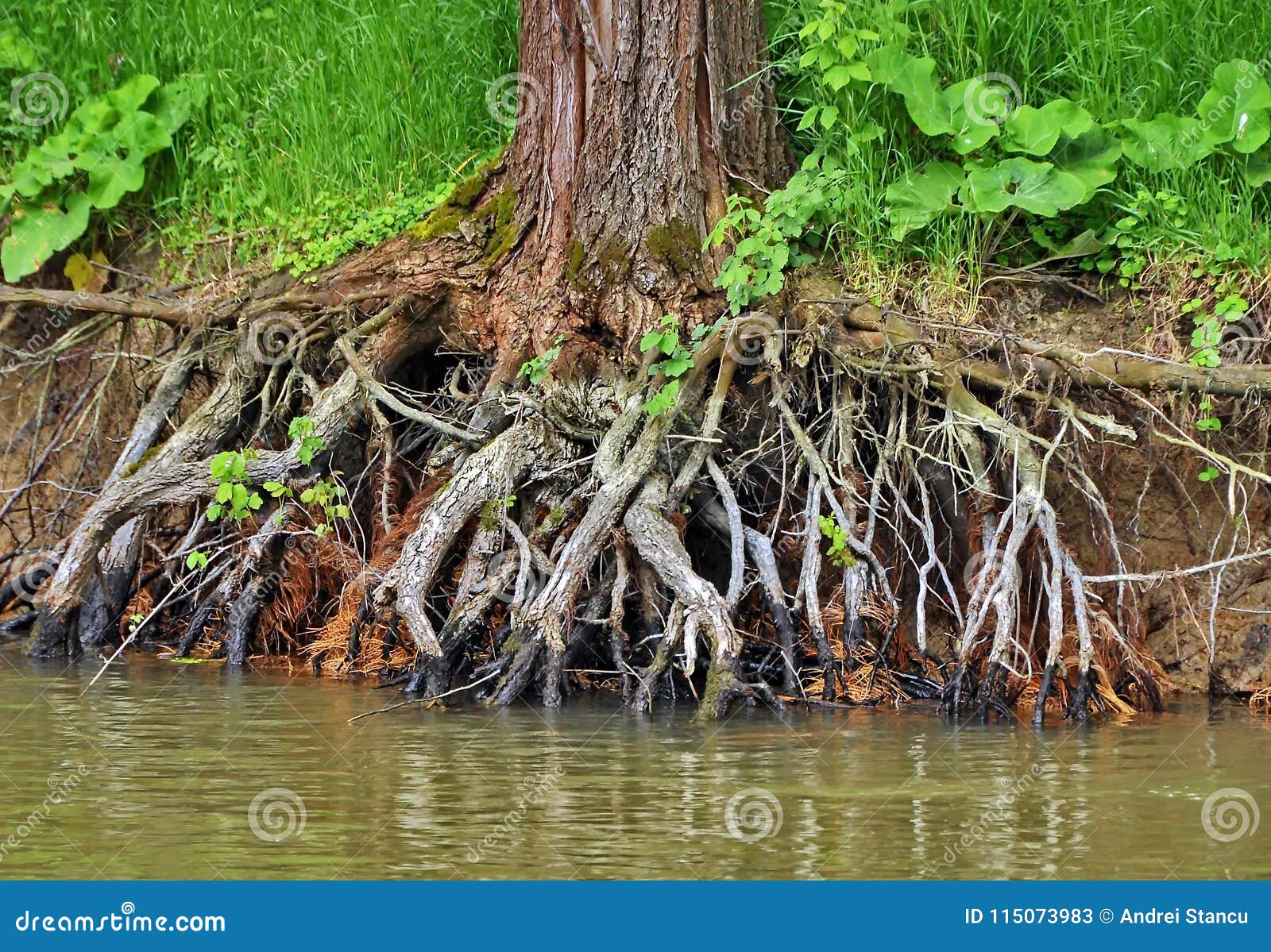Baumwurzel stockbild. Bild von wald, weit, extrem, fregatte - 115073983