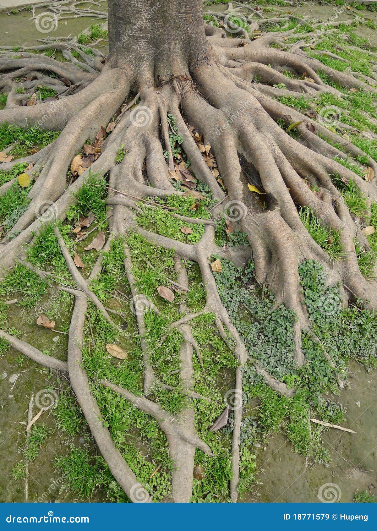 Baumwurzeln stockbild. Bild von gras, pflanzen, landschaft - 18771579