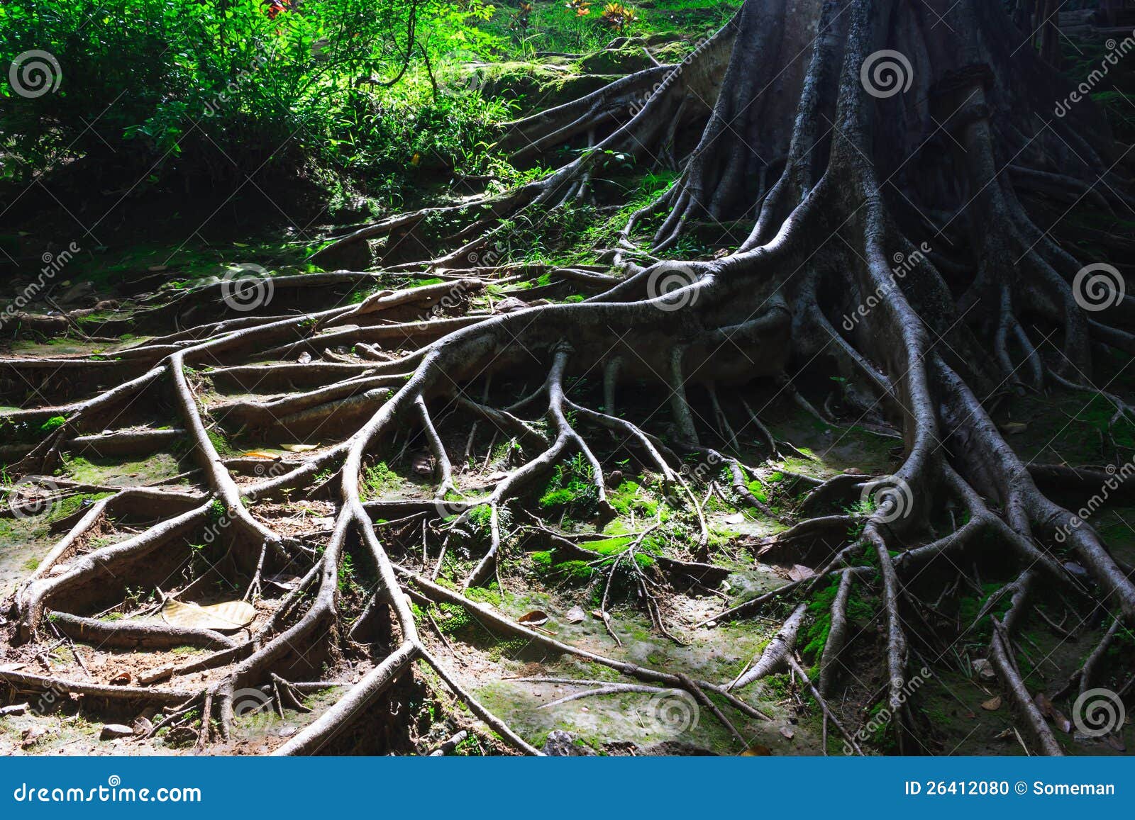 Baumwurzeln stockfoto. Bild von braun, grün, wurzeln - 26412080