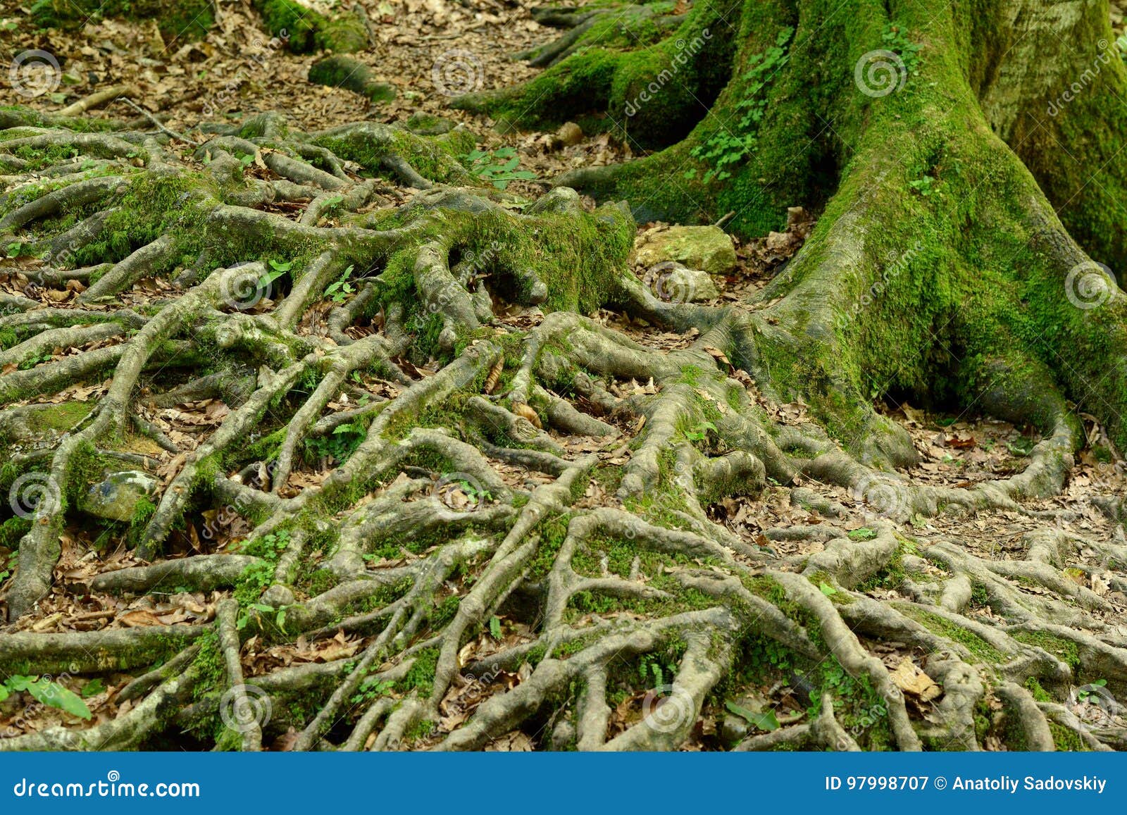 Baumwurzeln im Wald stockbild. Bild von wurzeln, moos - 97998707