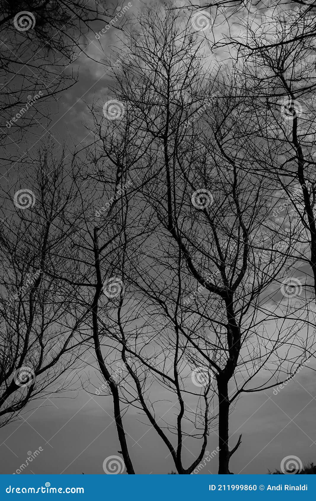 Bautiful Dry Tree in Black and White Stock Photo - Image of sunlight ...