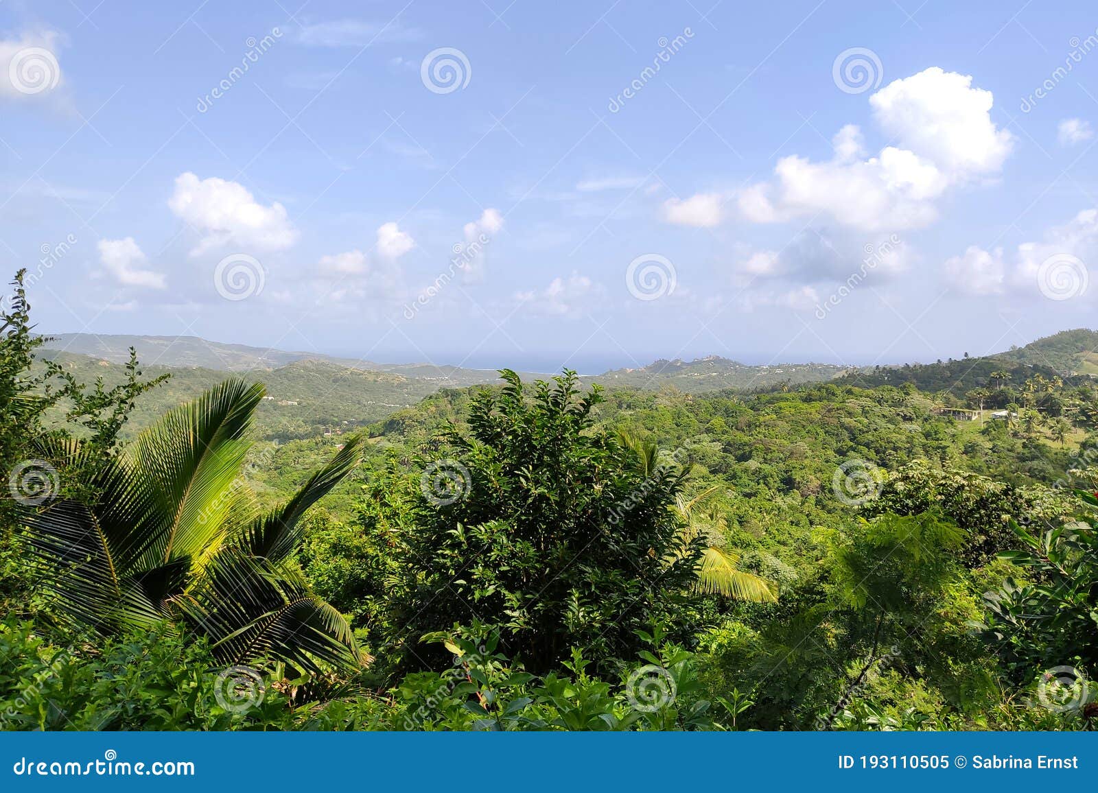 Bautiful Landscape of Barbados with Palm Trees, Caribbean Stock Image ...