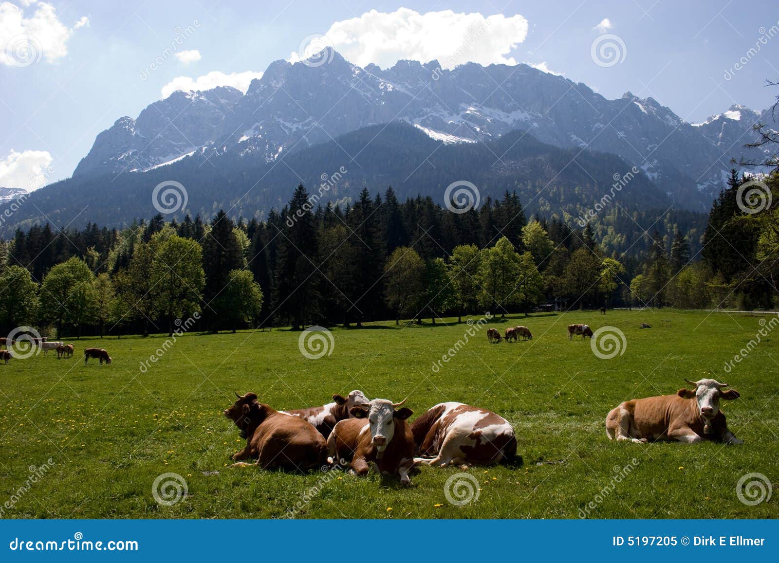 Bavarian Alps stock image. Image of mountain, forest, alpine - 5197205